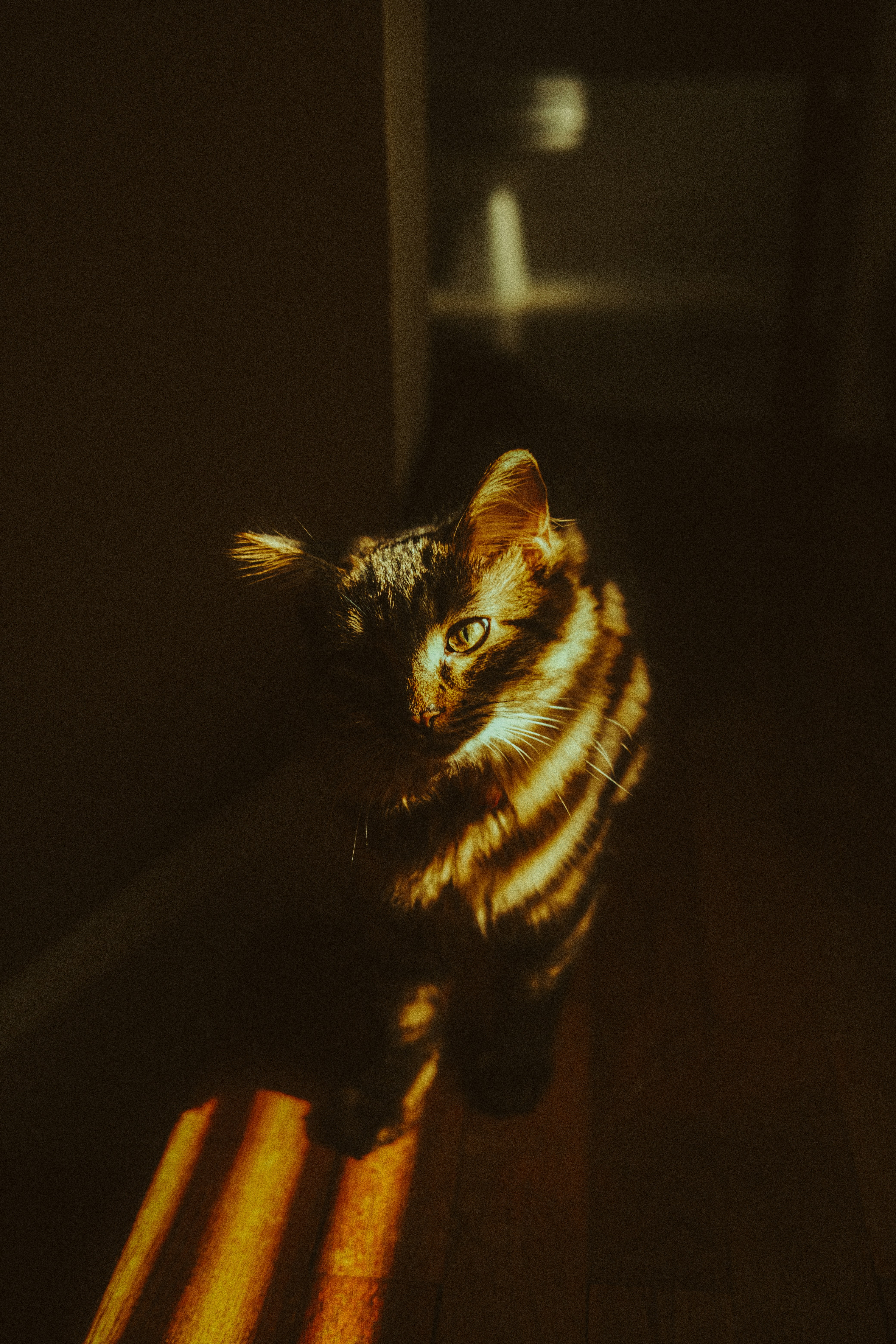 Whiskered Shadows: A Feline's Dance with Light
