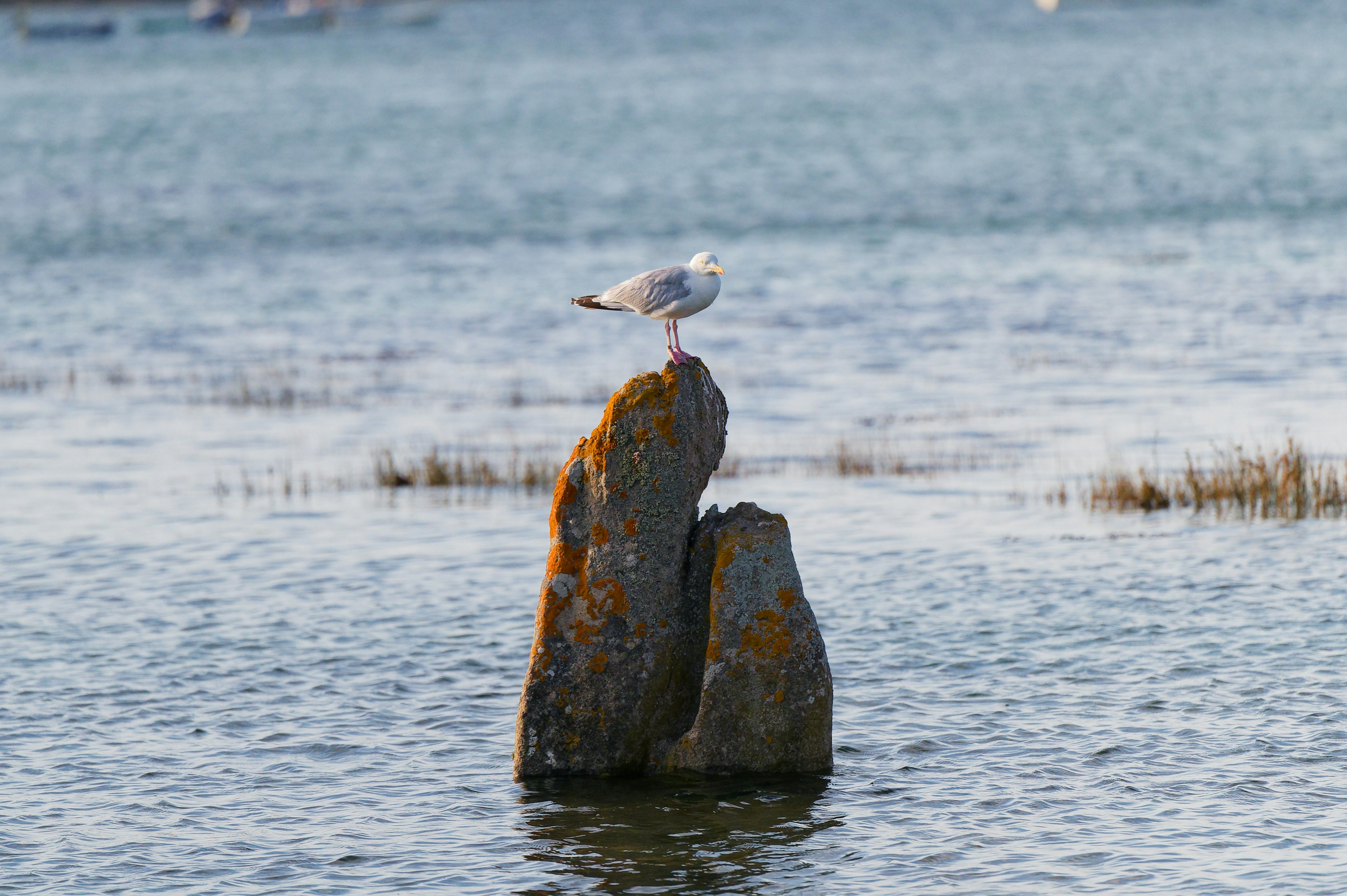 Sentinel of the Shoreline