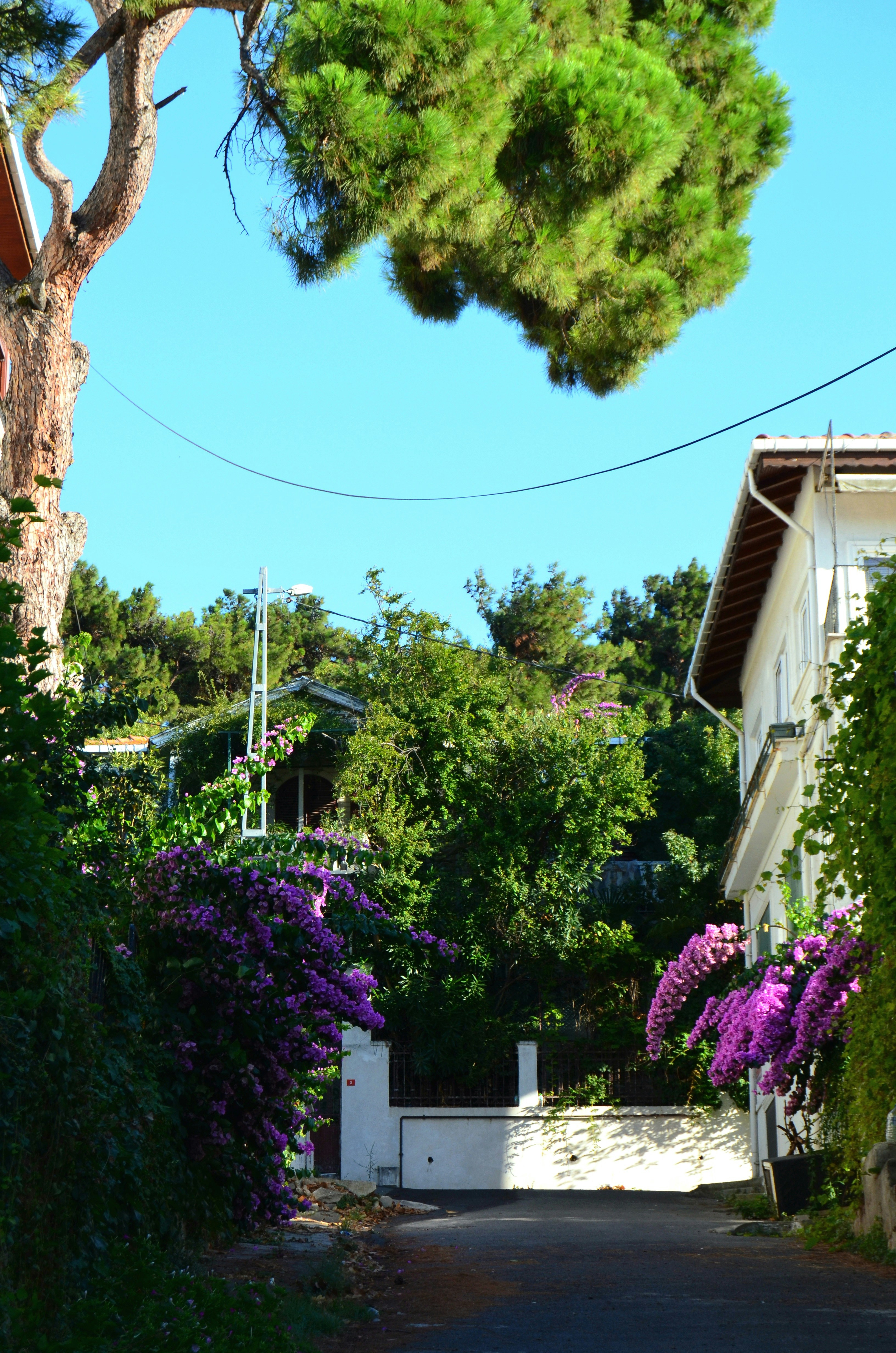 Whispers of Nature on a Serene Pathway