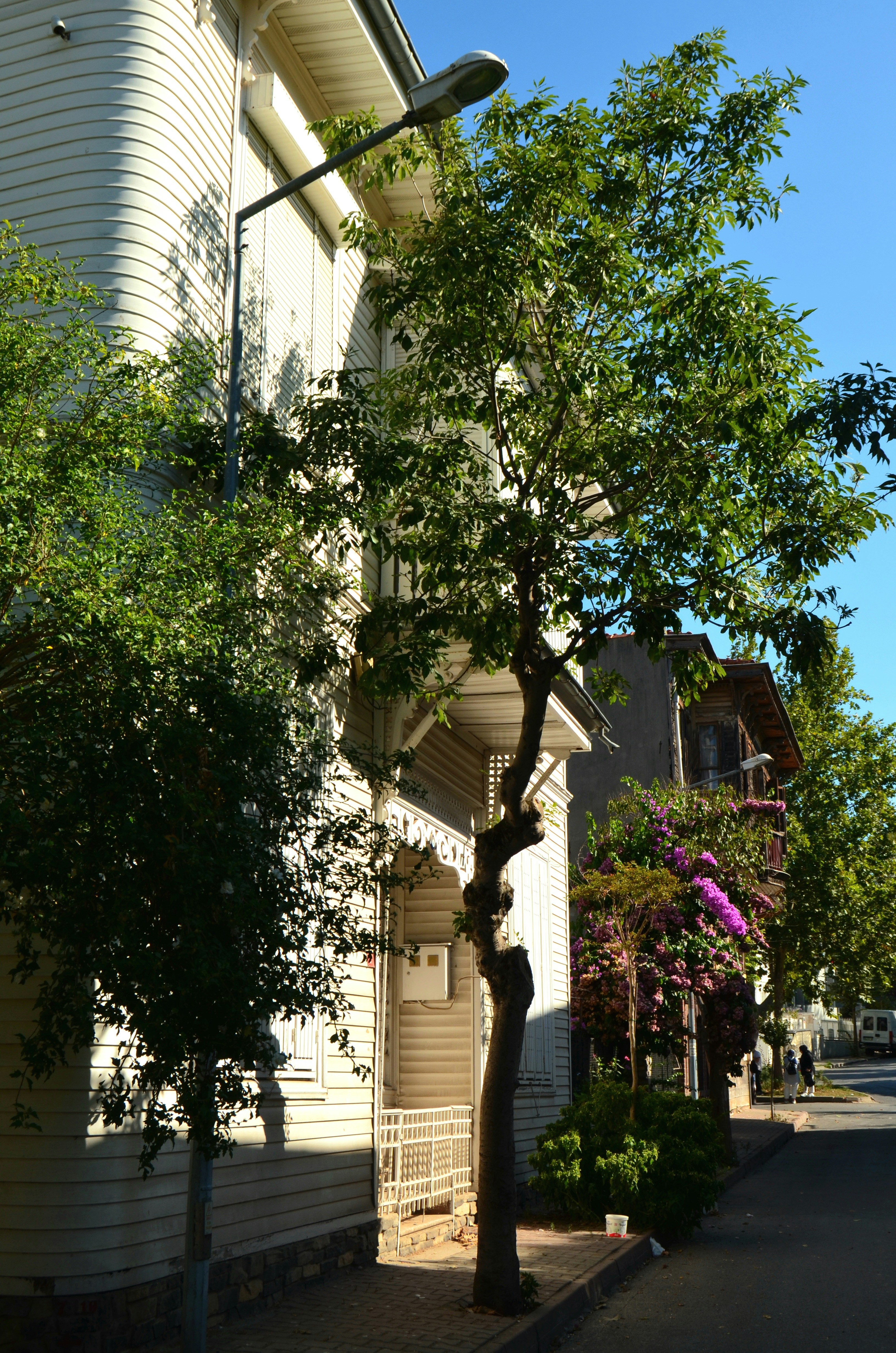 Leaning Streetlamp Framed by Sunlit Trees on a Quiet Street