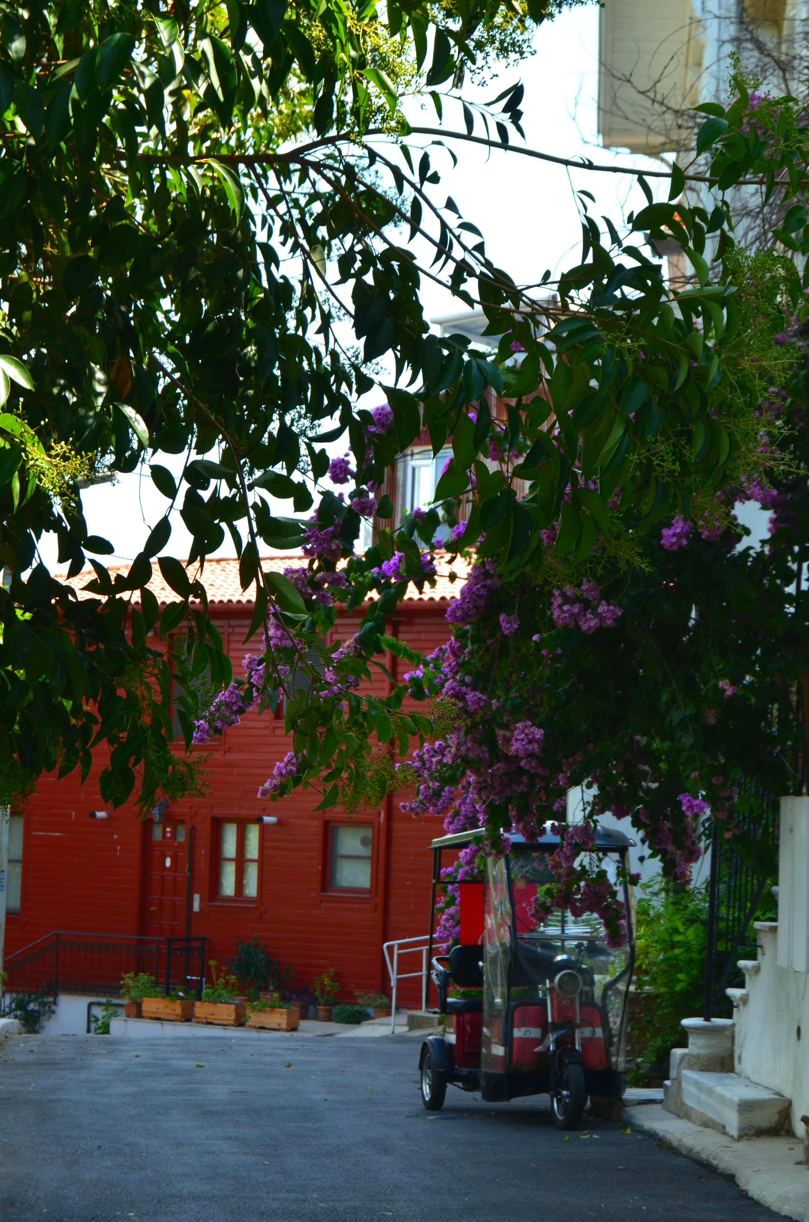 A Serene Stroll Through Floral Streets