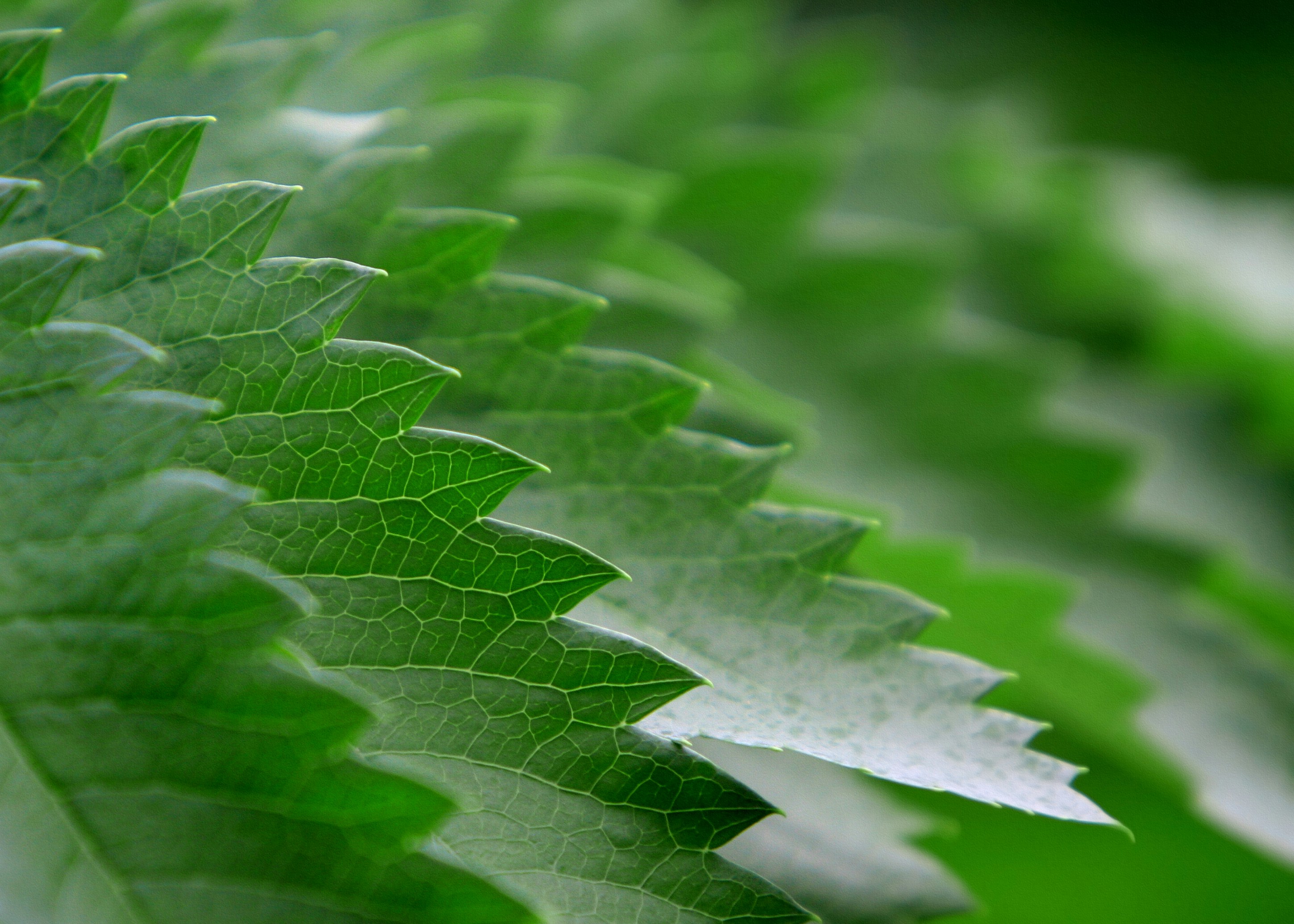 Emerald Serrations: Macro Portrait of Leaf Edge Geometry