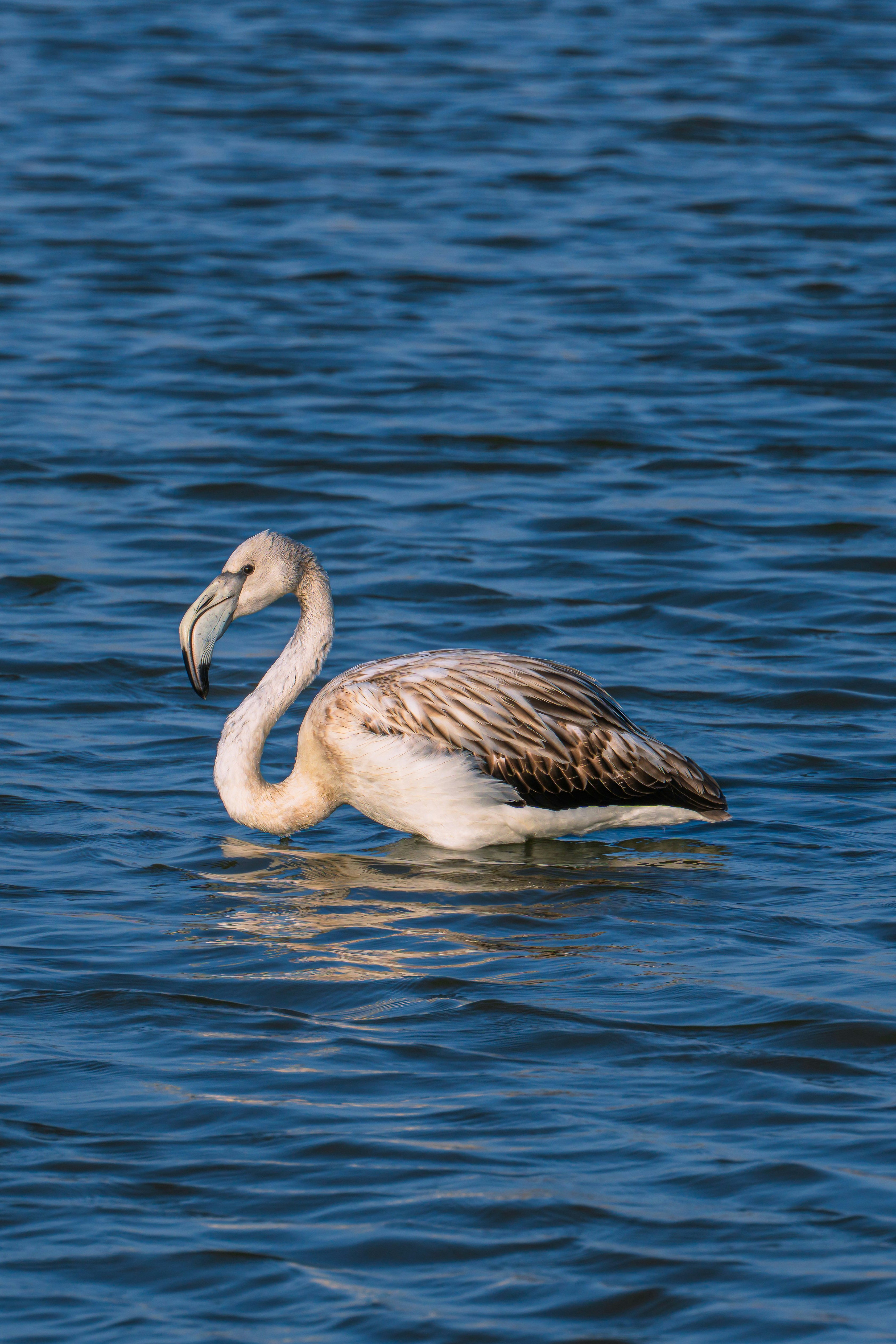 Flamingo wading through shimmering water, showcasing its distinctive neck and plumage. The scene captures the tranquility of its natural habitat.