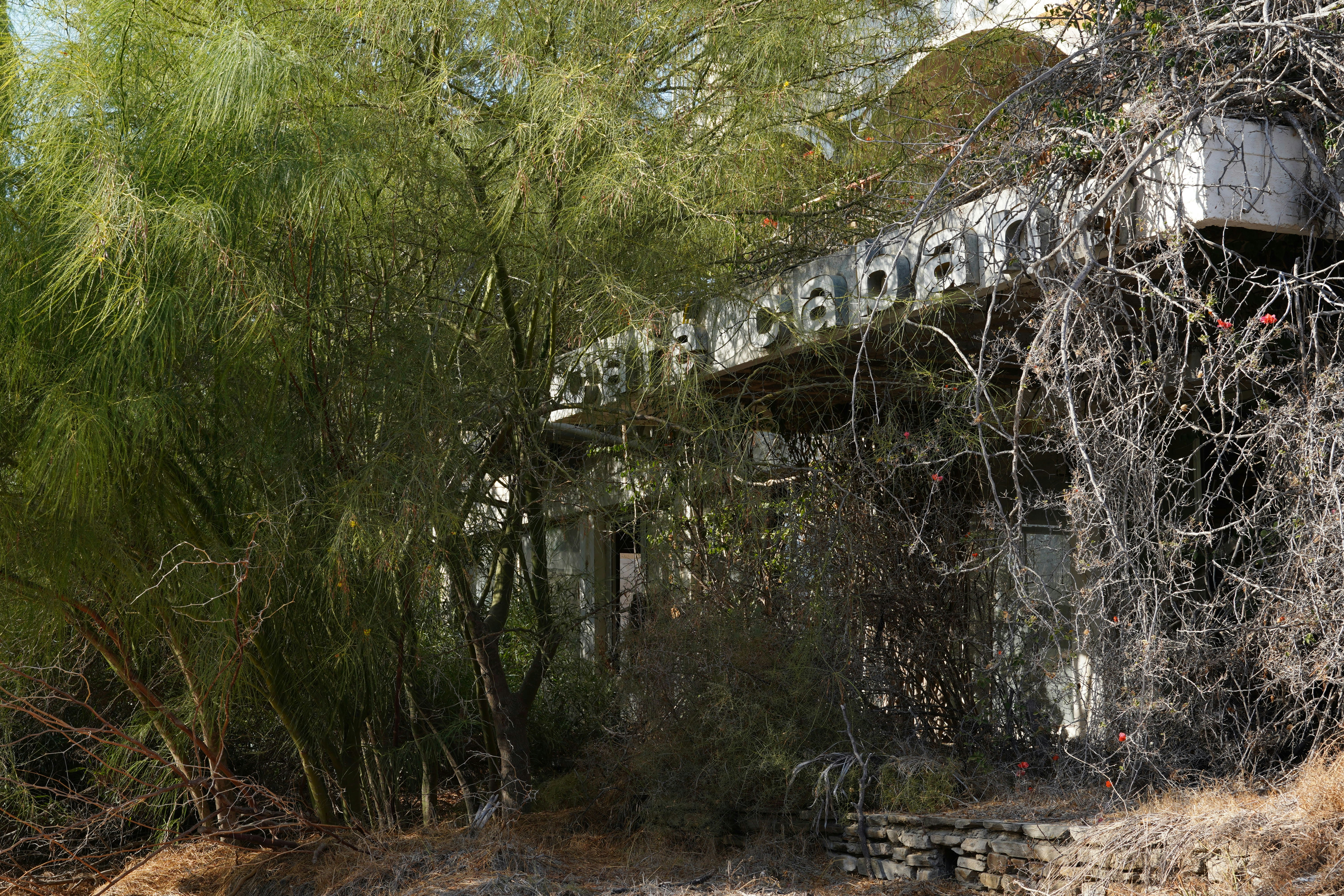 Whispers of Abandonment: Nature's Embrace