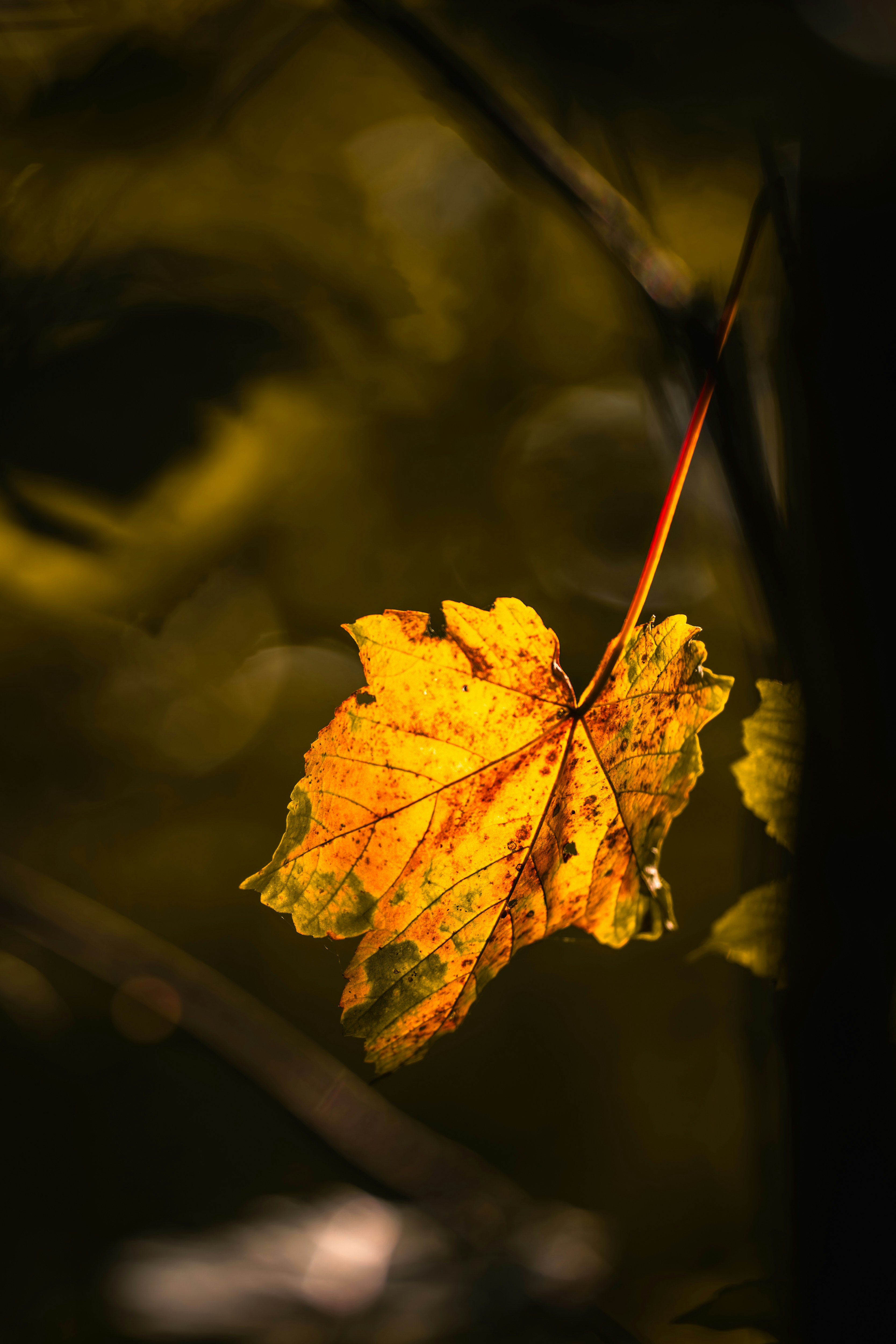 Backlit Amber Leaf: A Quiet Moment in Velvet Bokeh