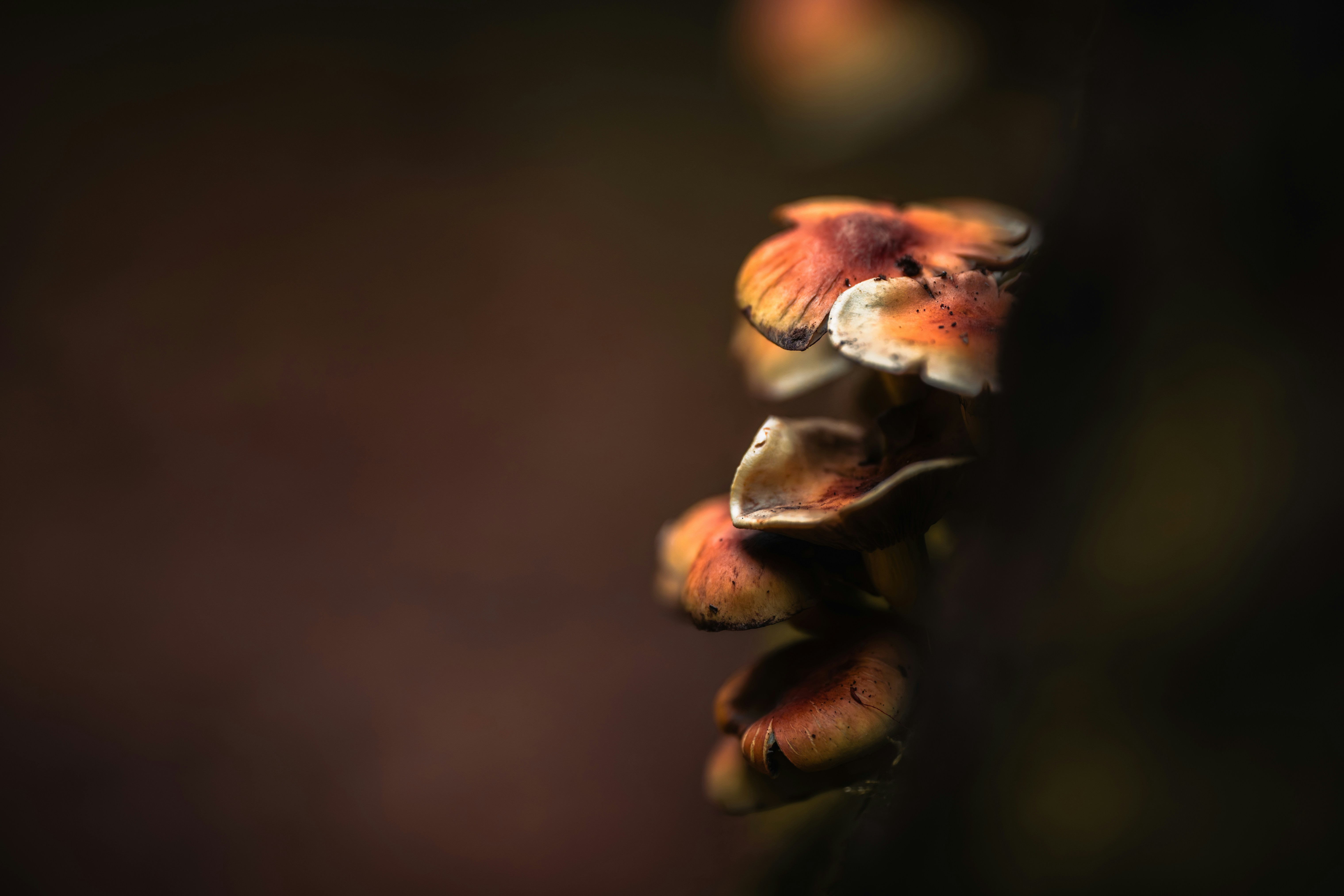 Cluster of vibrant orange mushrooms emerging from a dark, textured background, showcasing intricate details and natural beauty.