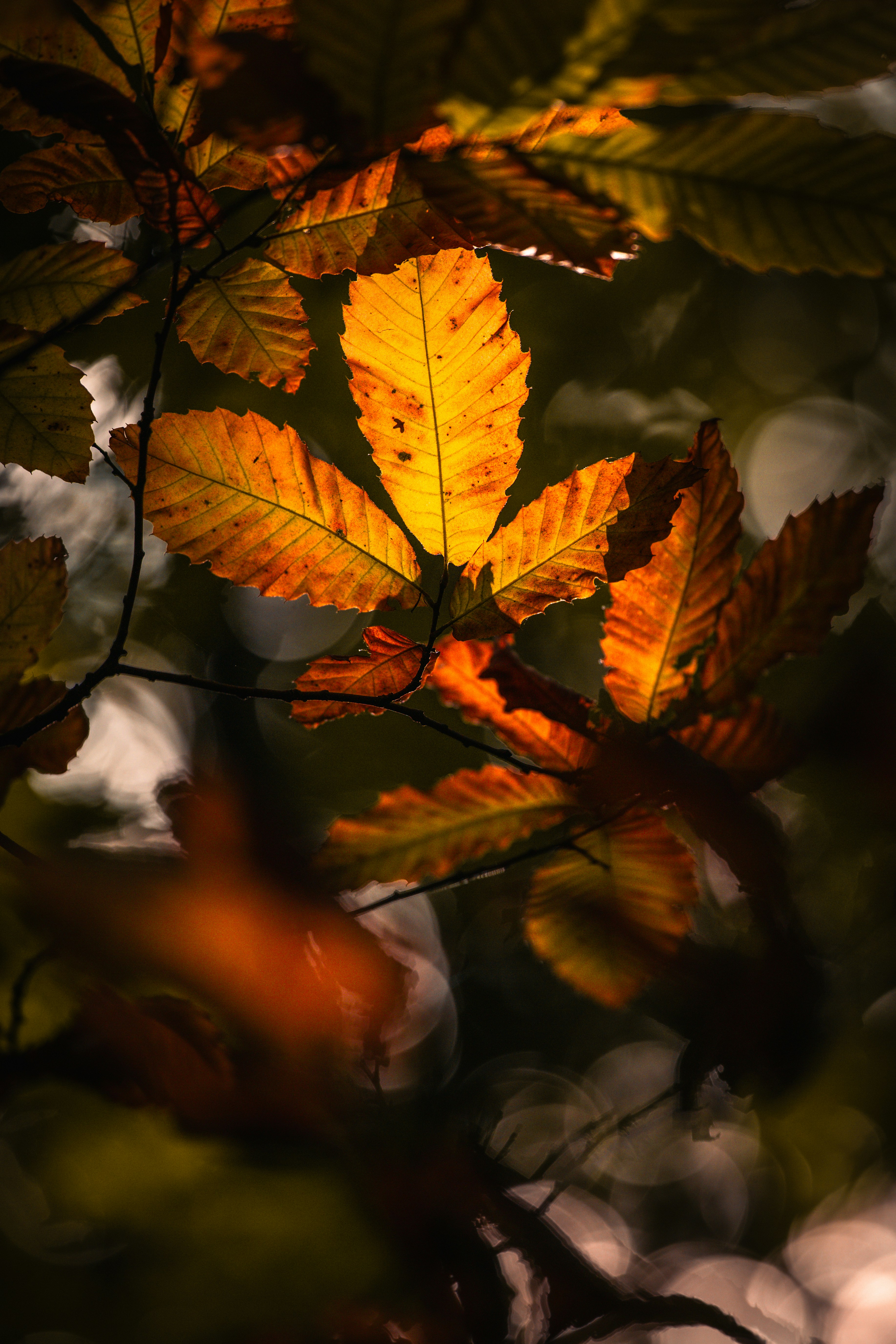 Golden and orange leaves illuminated against a dark backdrop, showcasing the beauty of autumn foliage.