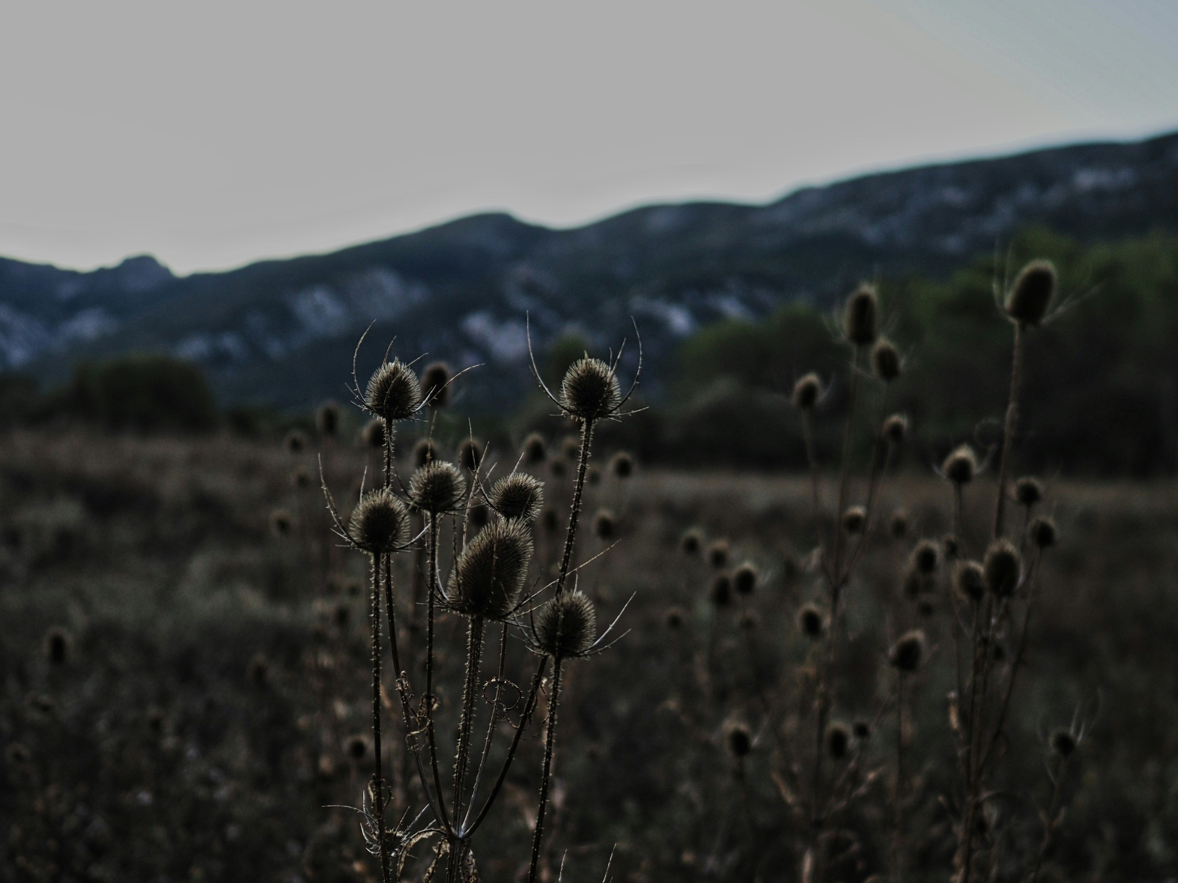 Whispers of the Wild: Nature's Resilience