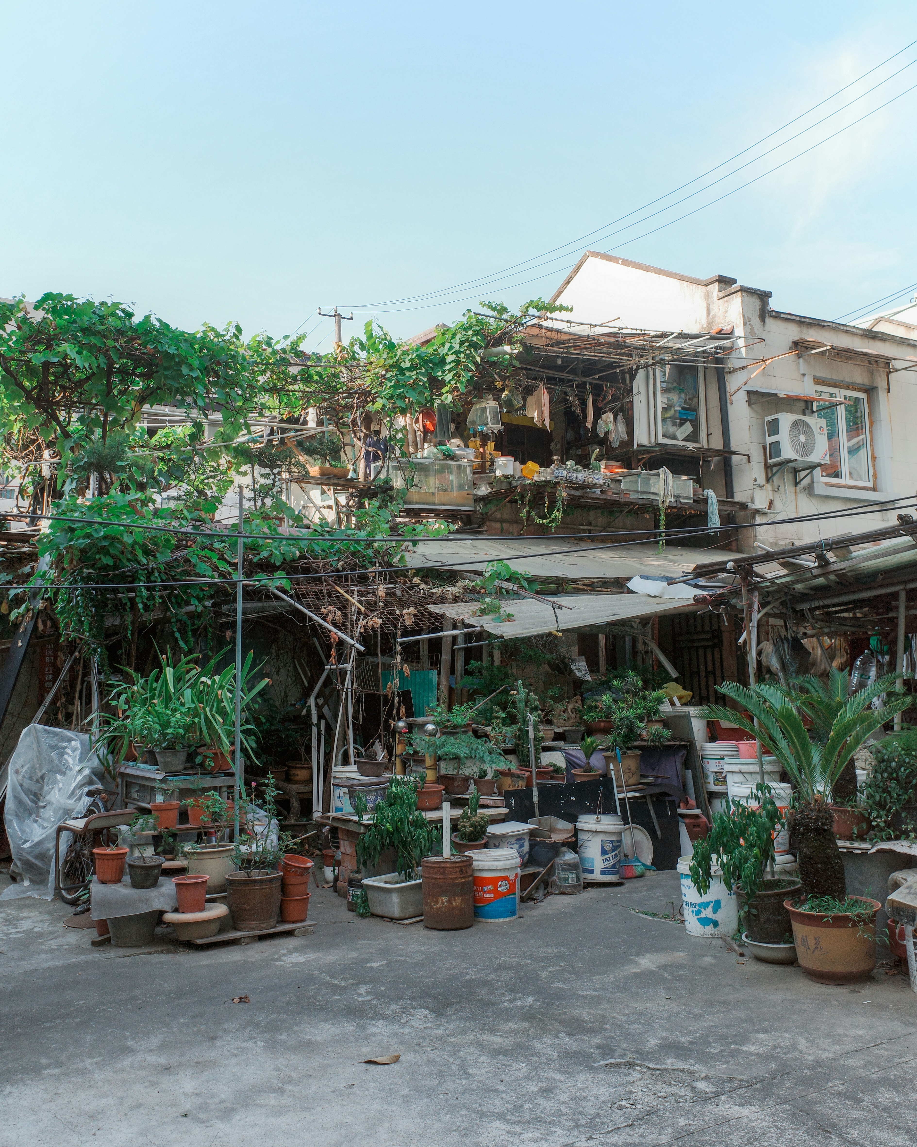 Overgrown courtyard with potted plants and cluttered buildings.