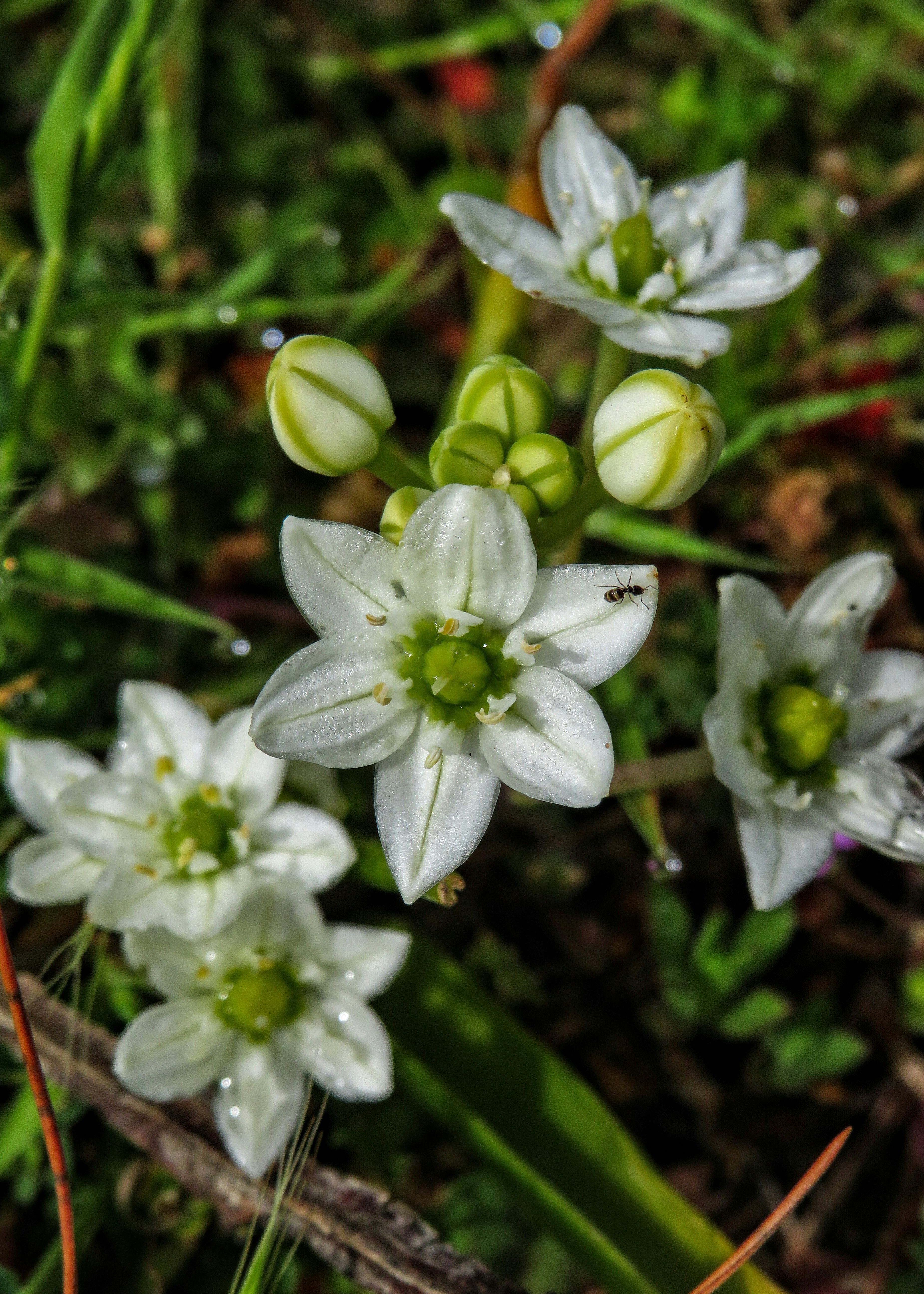 Dew-kissed White Starflowers: a Tiny Ant Visitor
