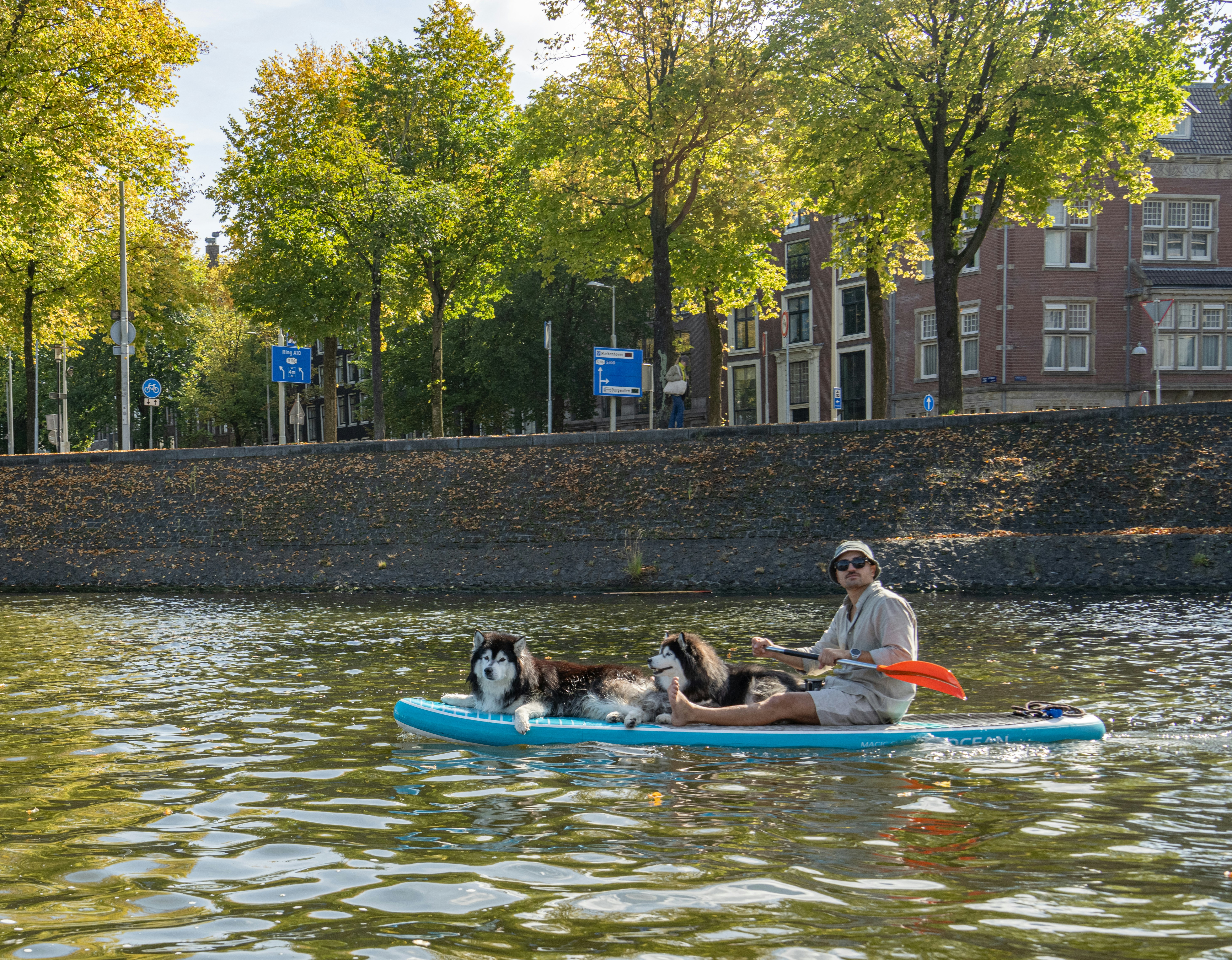 Man and dogs paddleboarding on a canal