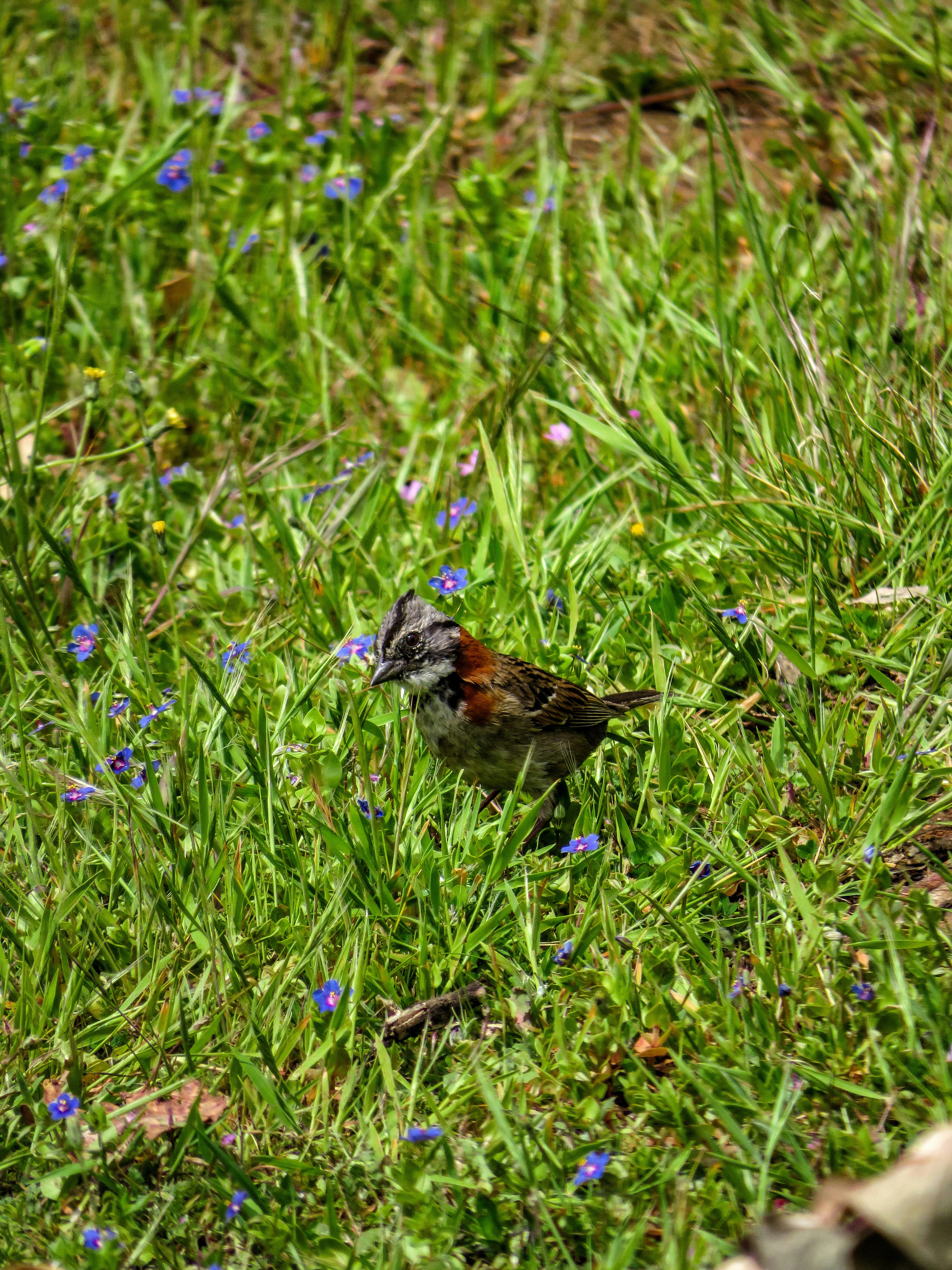 A Feathered Forager Amidst Wildflowers