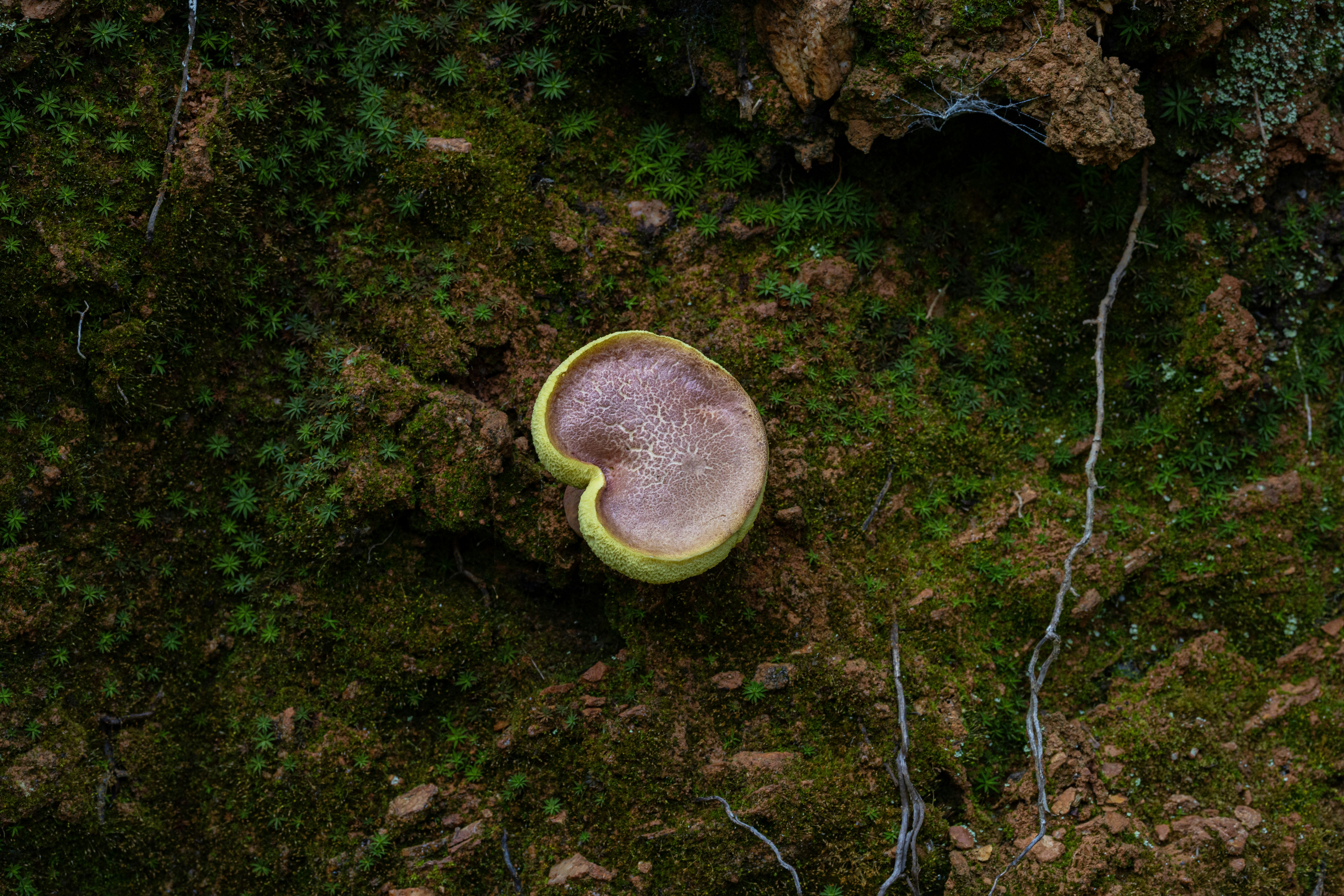 A single mushroom grows on mossy ground