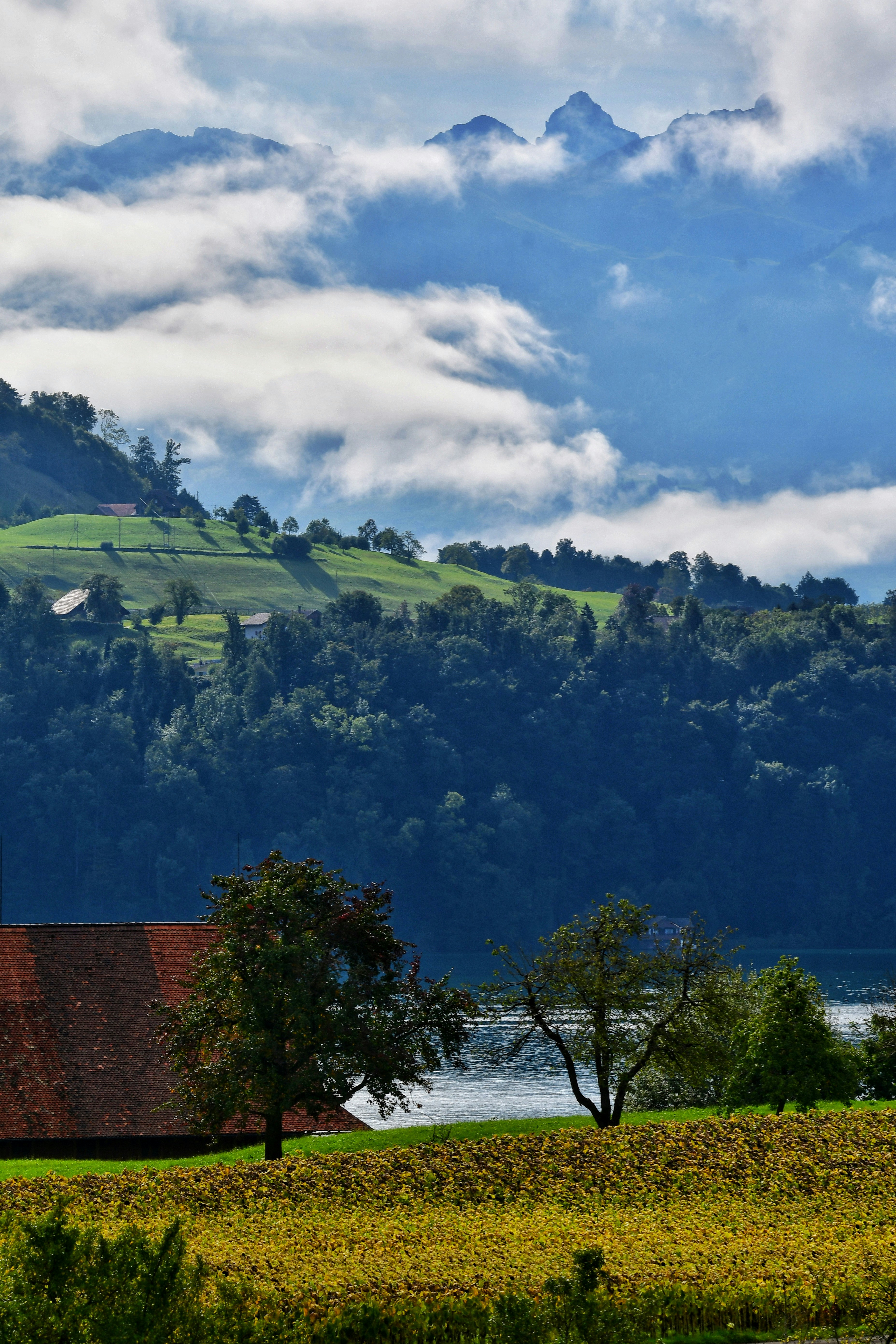 Whispers of the Alpine Landscape