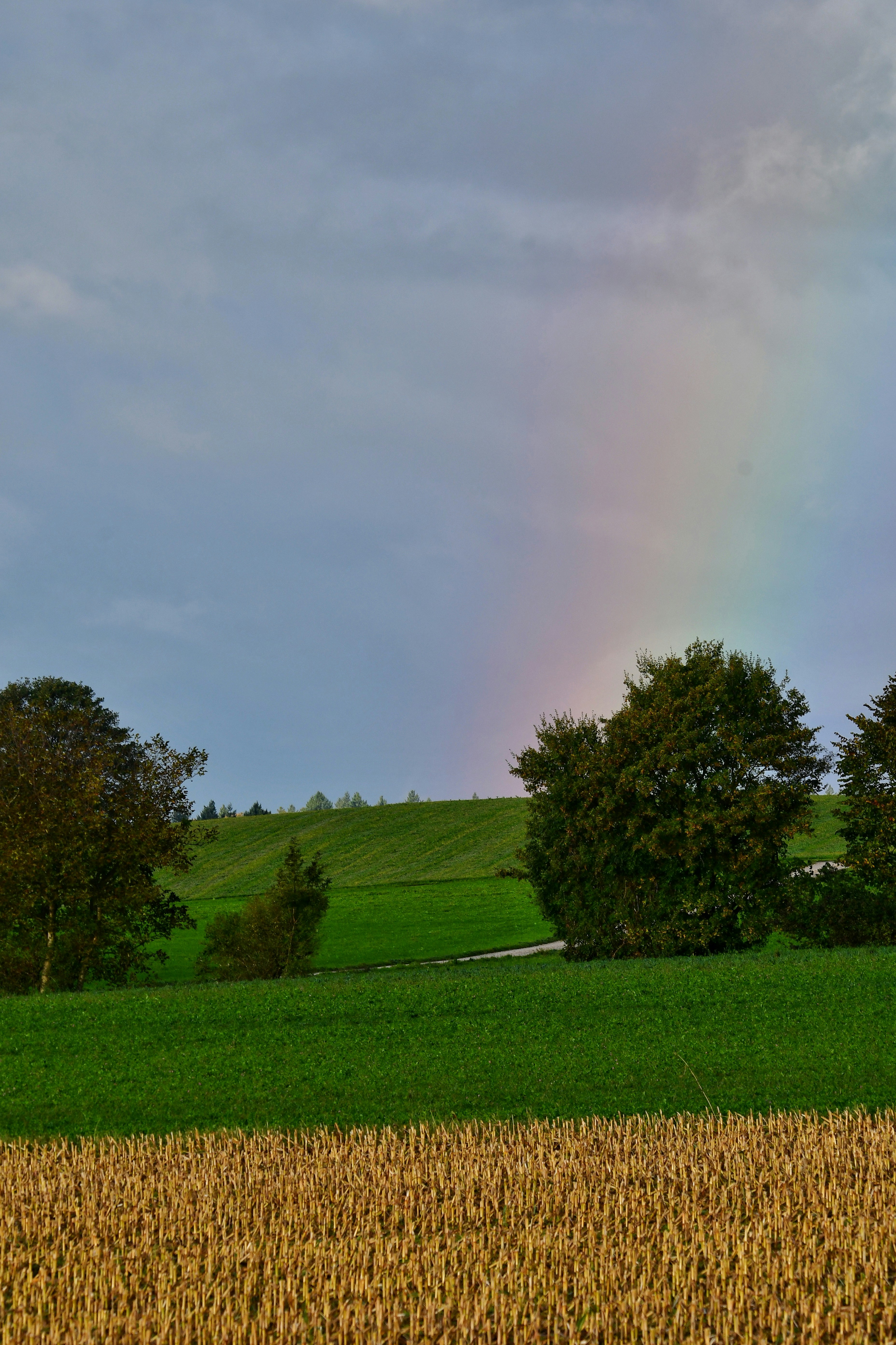 Whispers of Nature's Palette