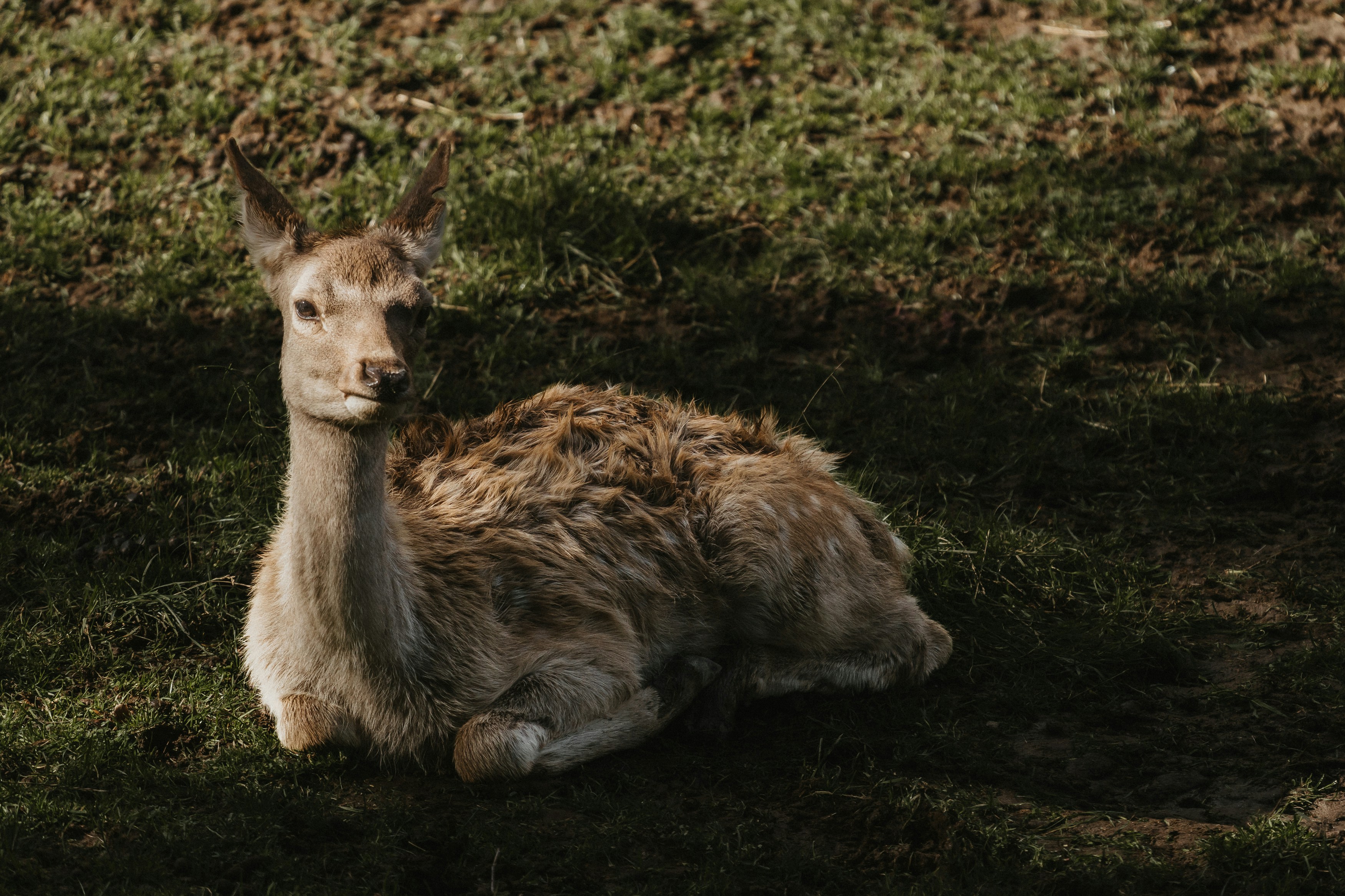 A calm deer resting on a grassy patch, illuminated by soft sunlight filtering through the trees.