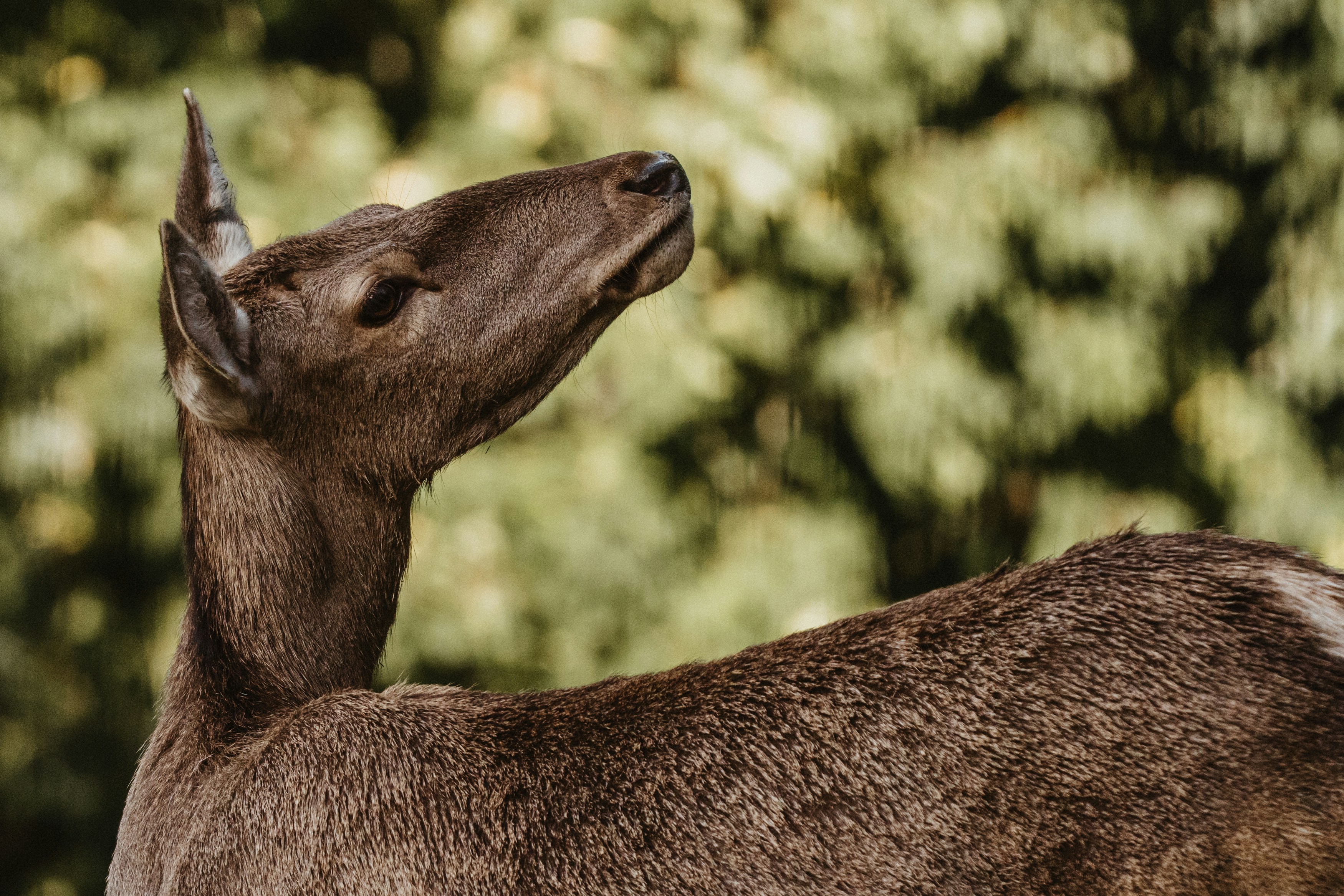 A deer stands poised, its head turned elegantly, framed by a lush green backdrop. The focus highlights the creature's serene expression.