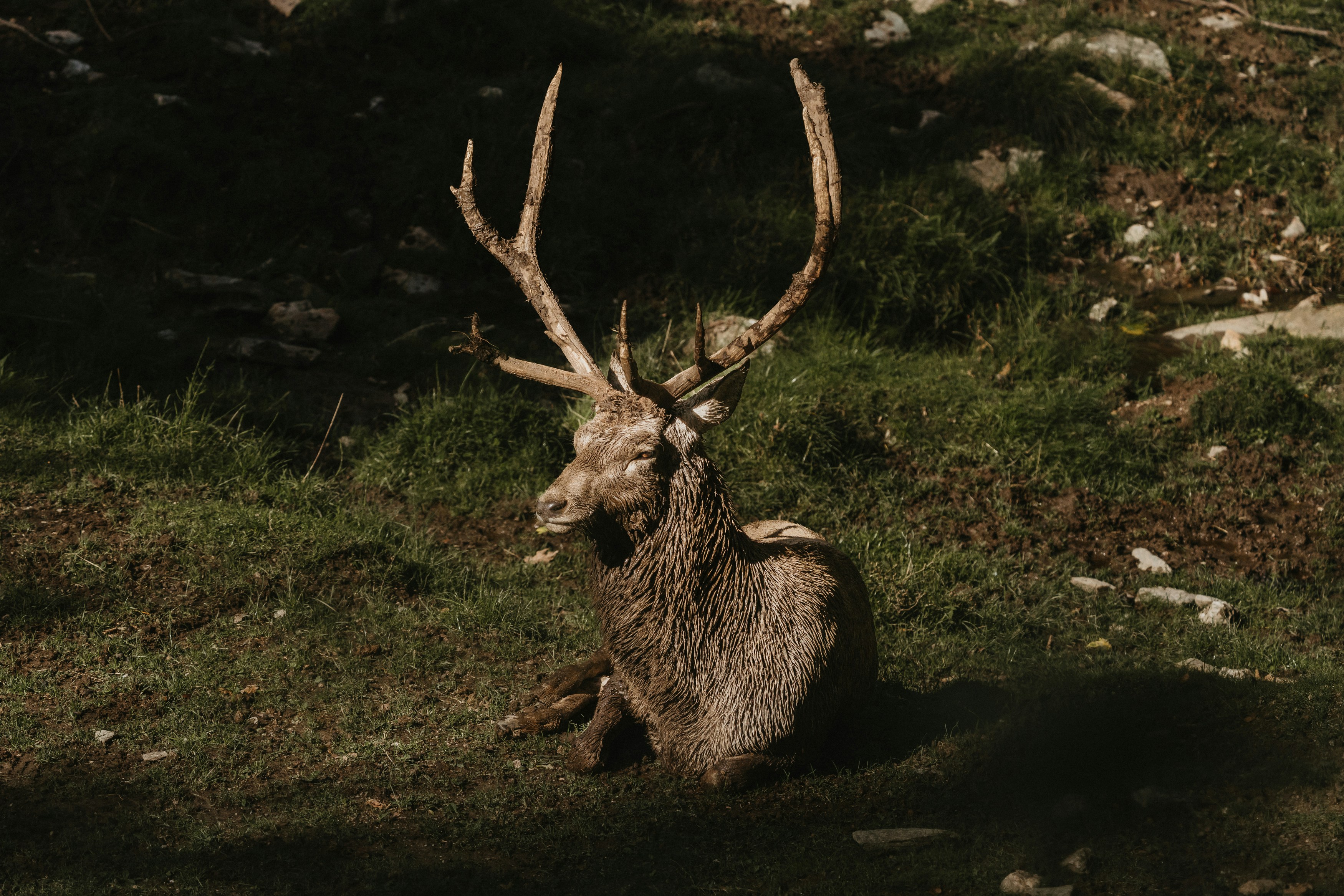 The Resting Monarch: A Stag in Dappled Shade