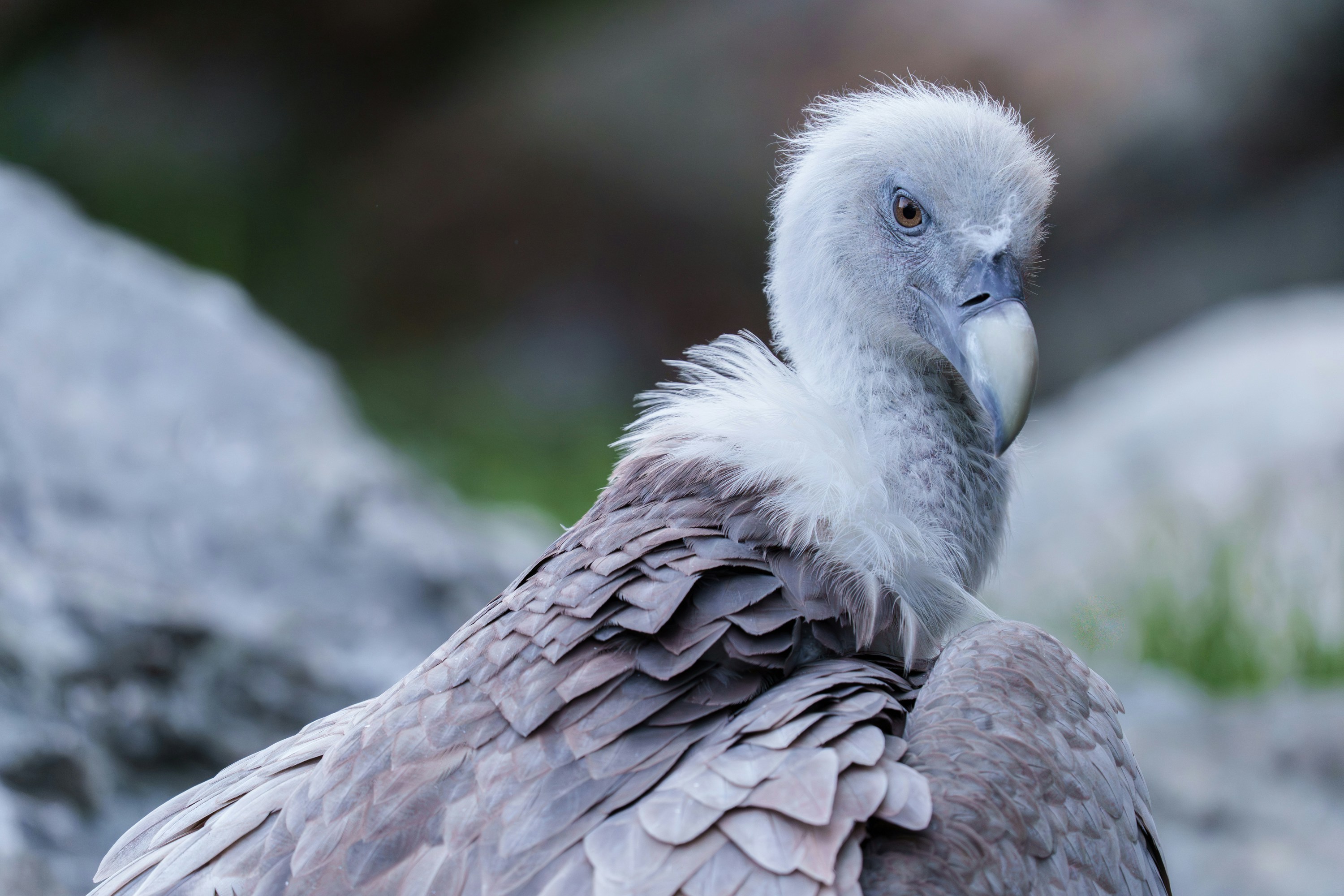 Razor-Eyed Vulture: Close-Up Portrait Amid Granite and Moss