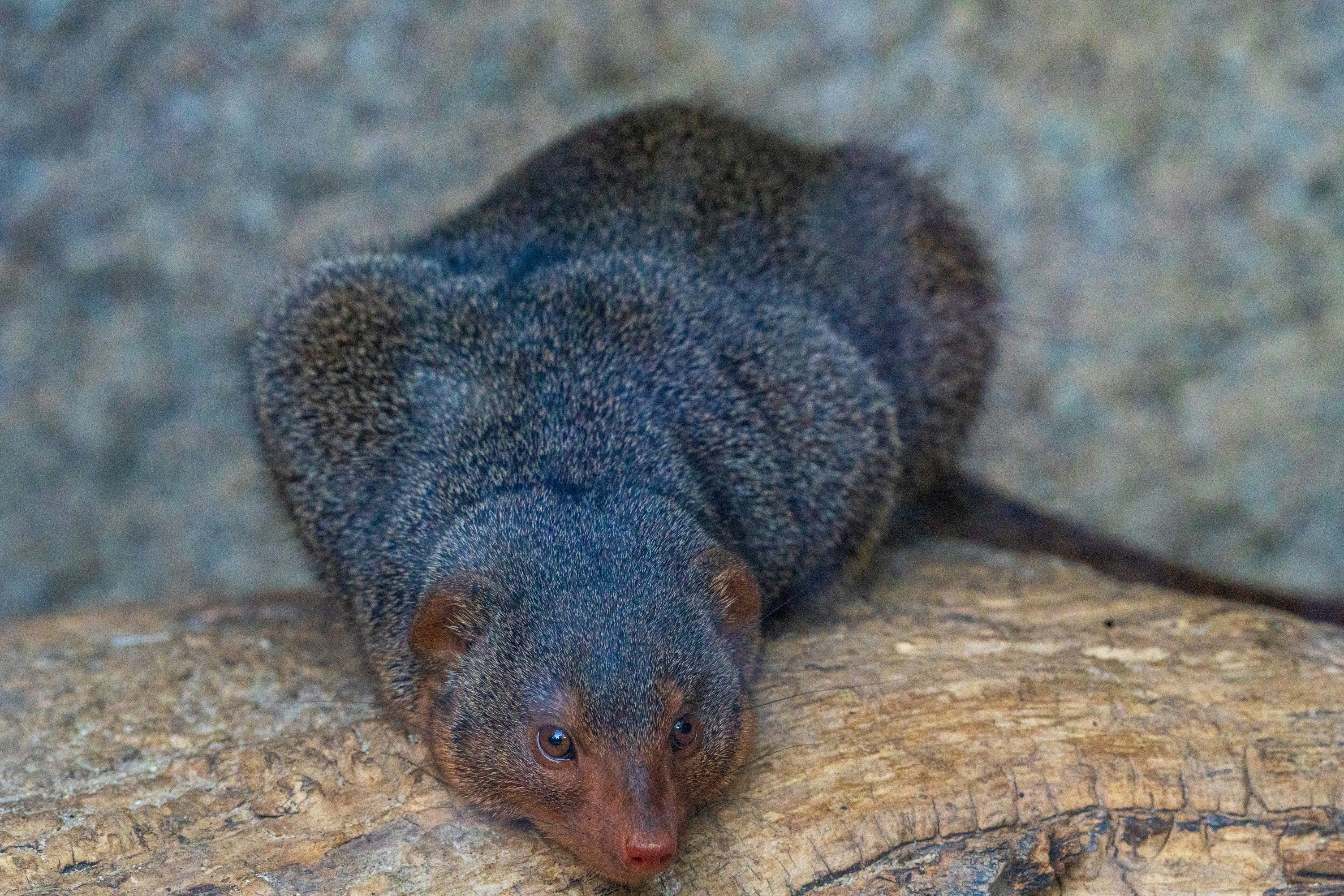 The Curious Mongoose: A Study in Stillness
