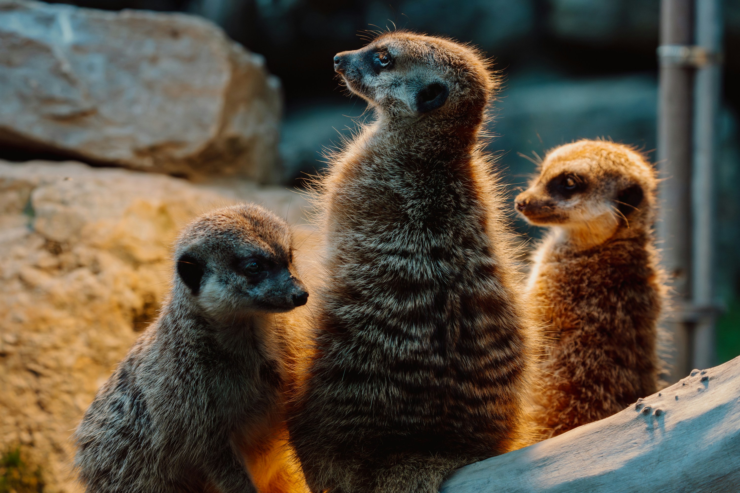 Three meerkats standing alert, showcasing their curious nature against a rocky backdrop.