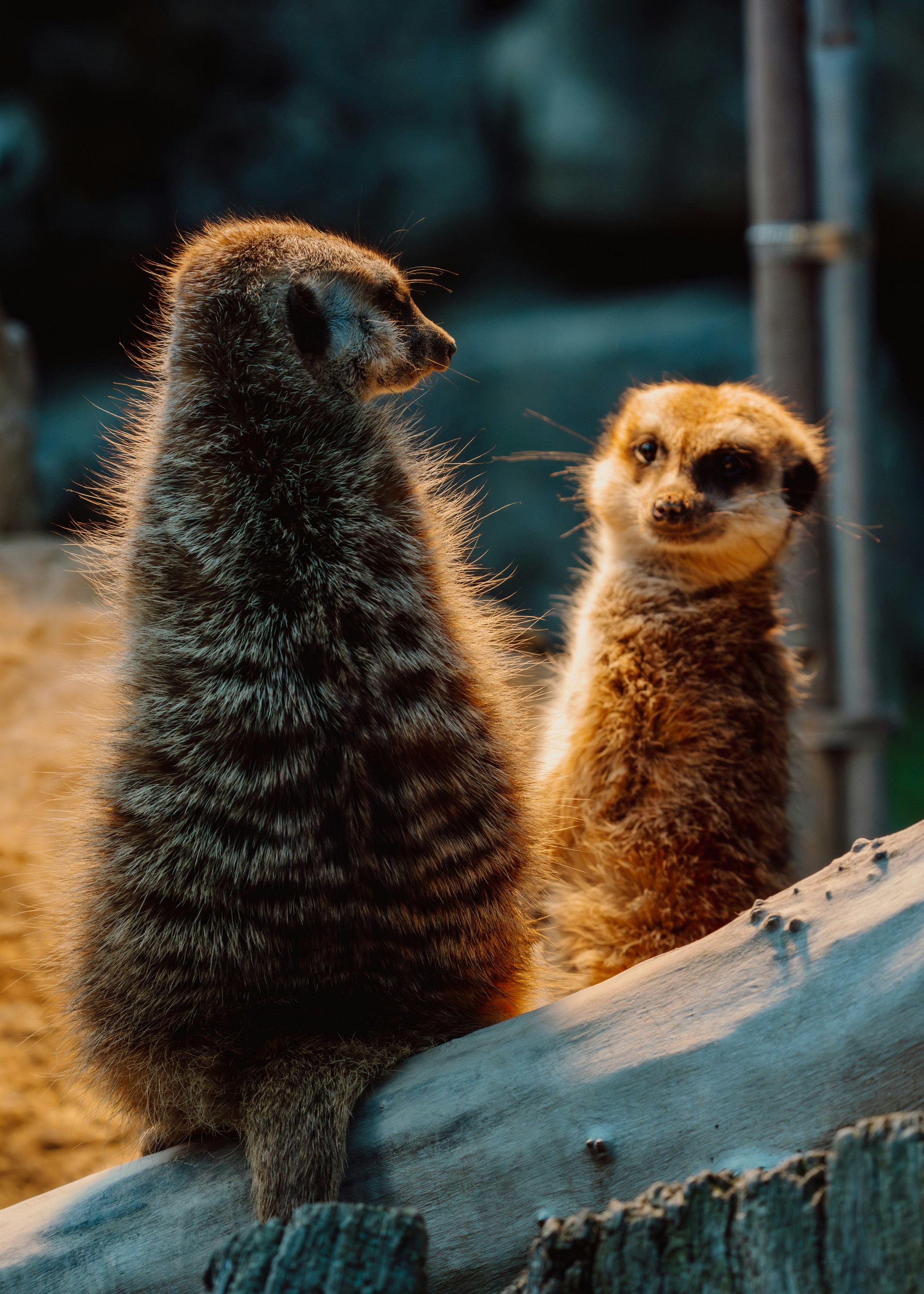 Dusk Vigil: A Pair of Meerkats Perched on a Weathered Log