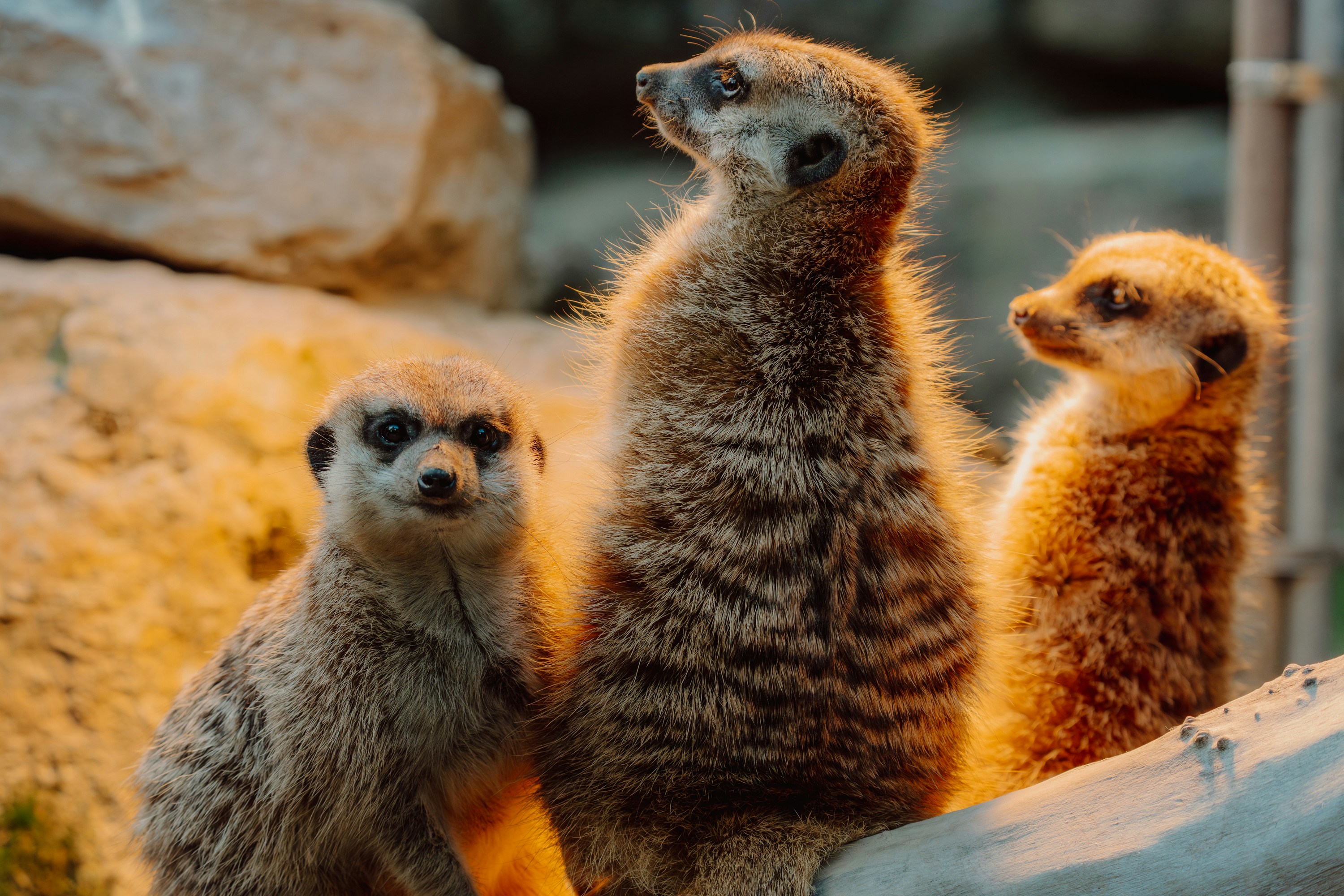Curious Companions: The Meerkat Trio