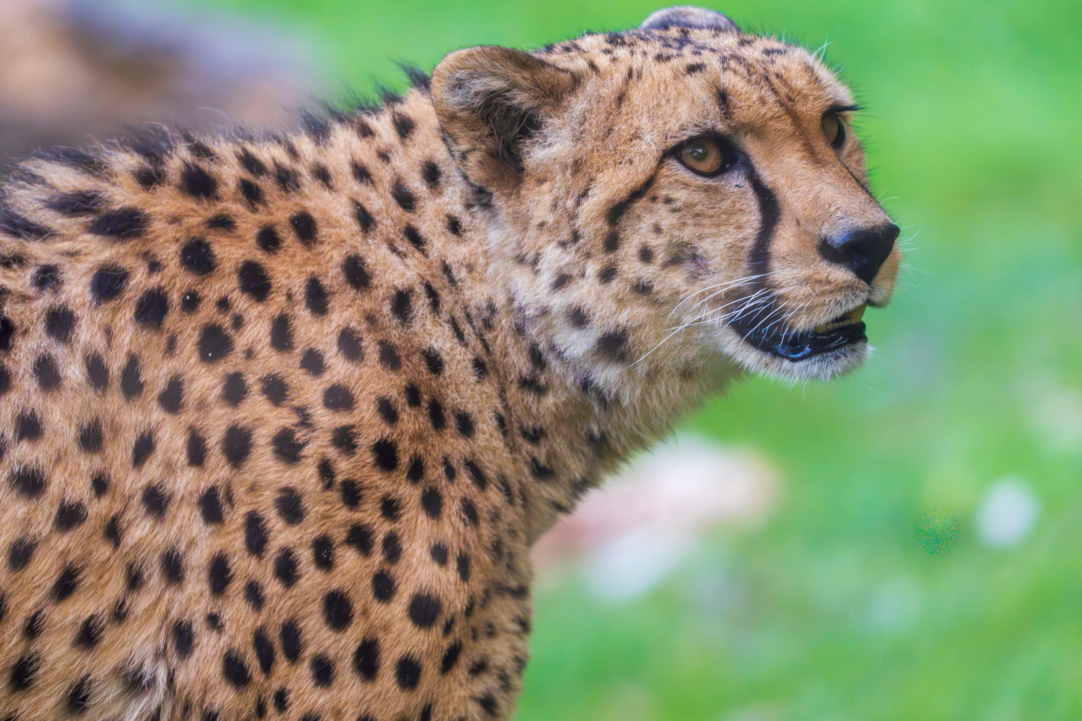 Close-up of a cheetah with spotted fur and green background