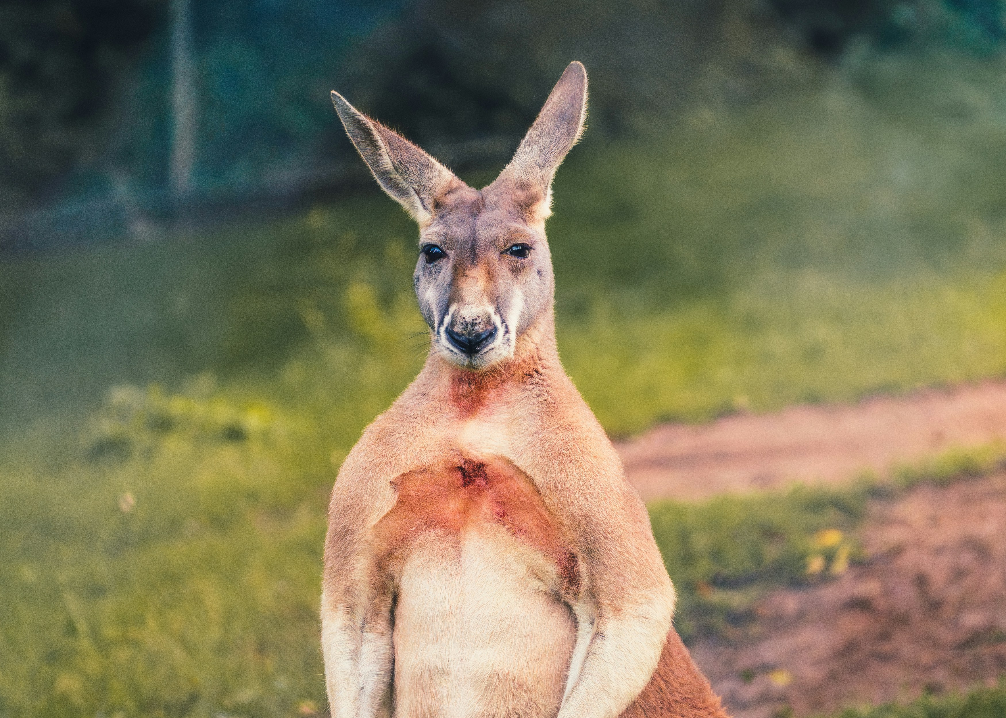 A kangaroo stands facing forward in a grassy field. photo – Free ...