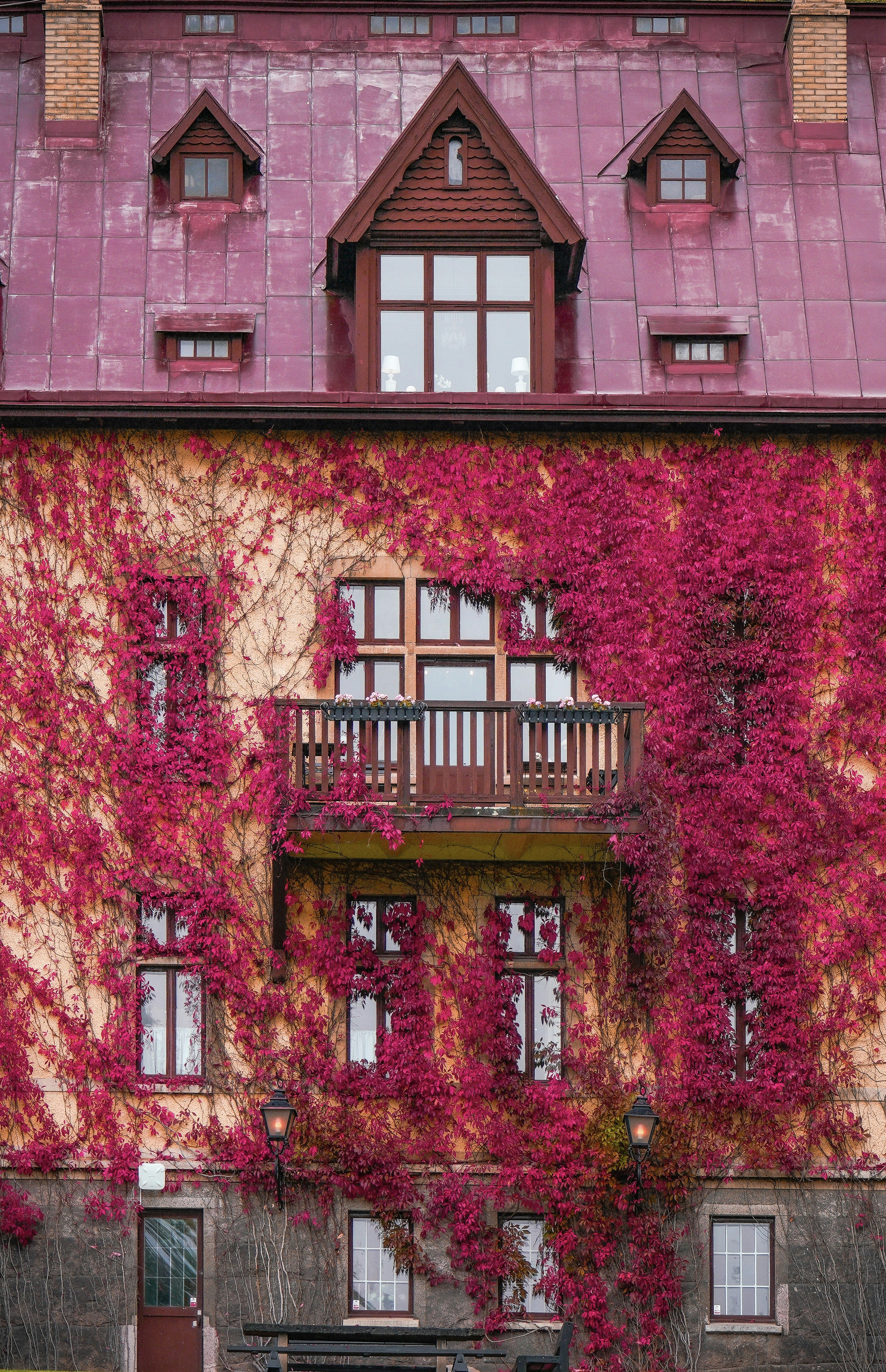Nature's Embrace on Urban Walls