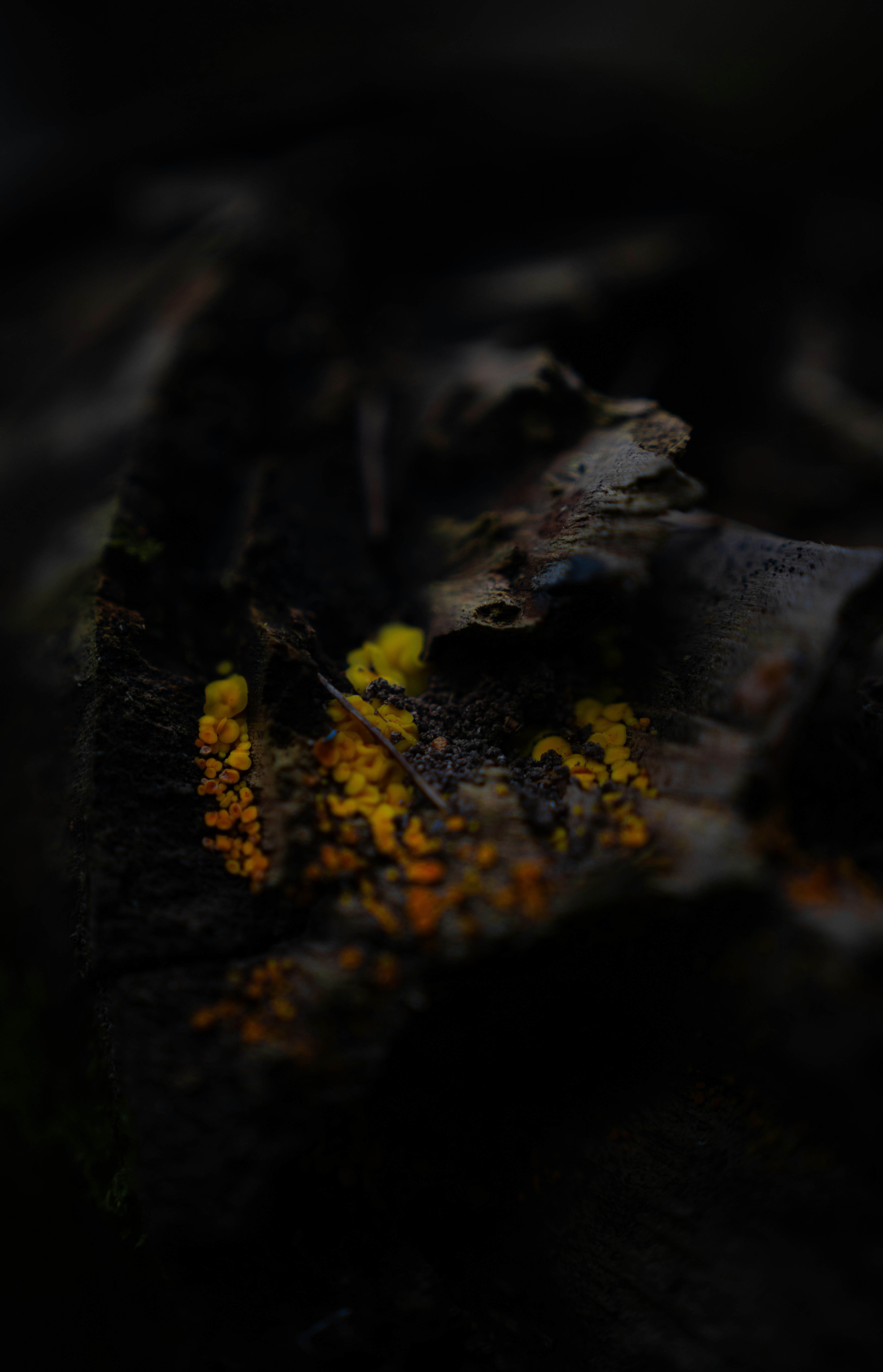 Whispers of Nature: The Hidden Spectrum