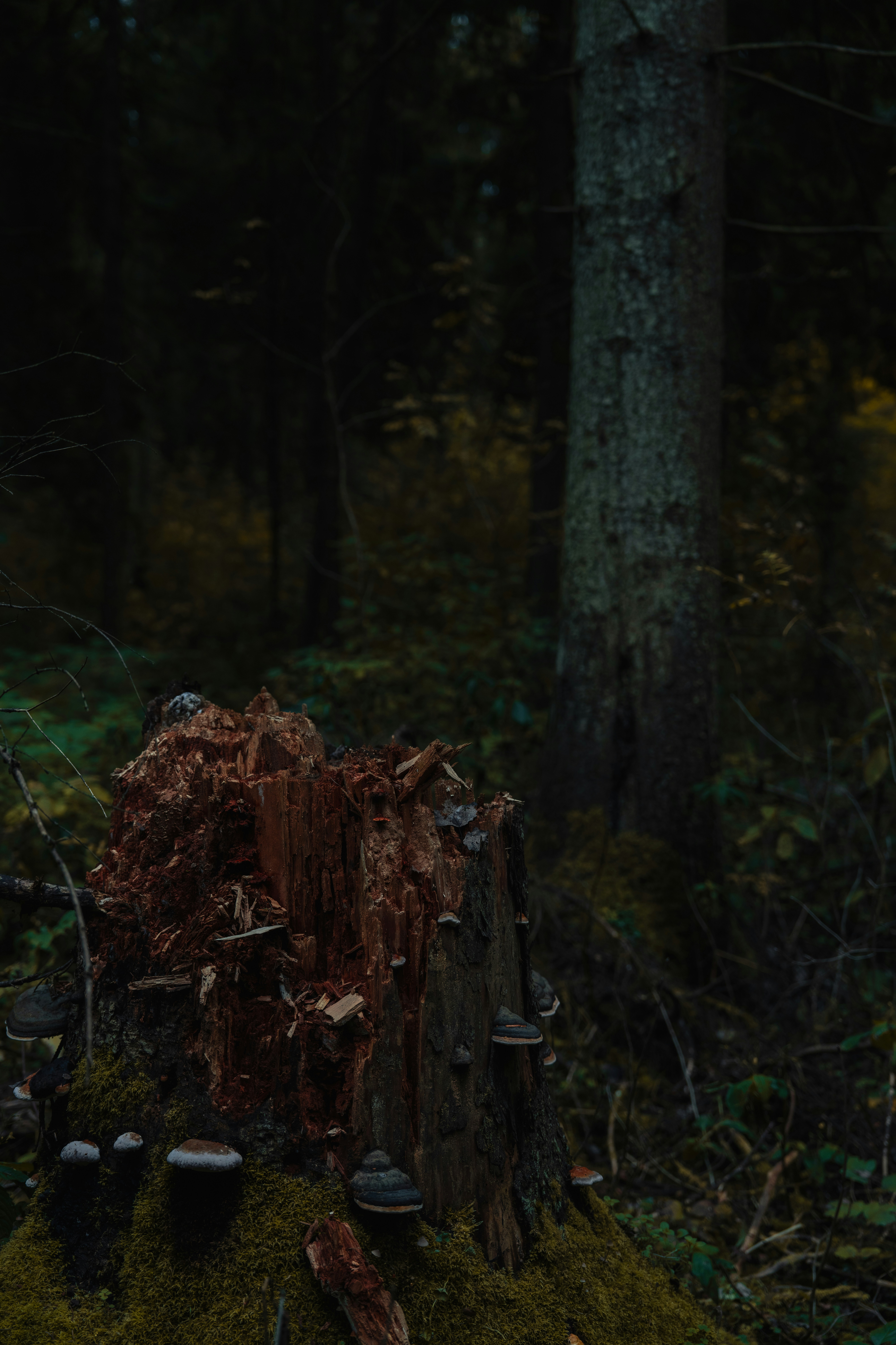 Nature's Resilient Sculpture: The Stump of Time