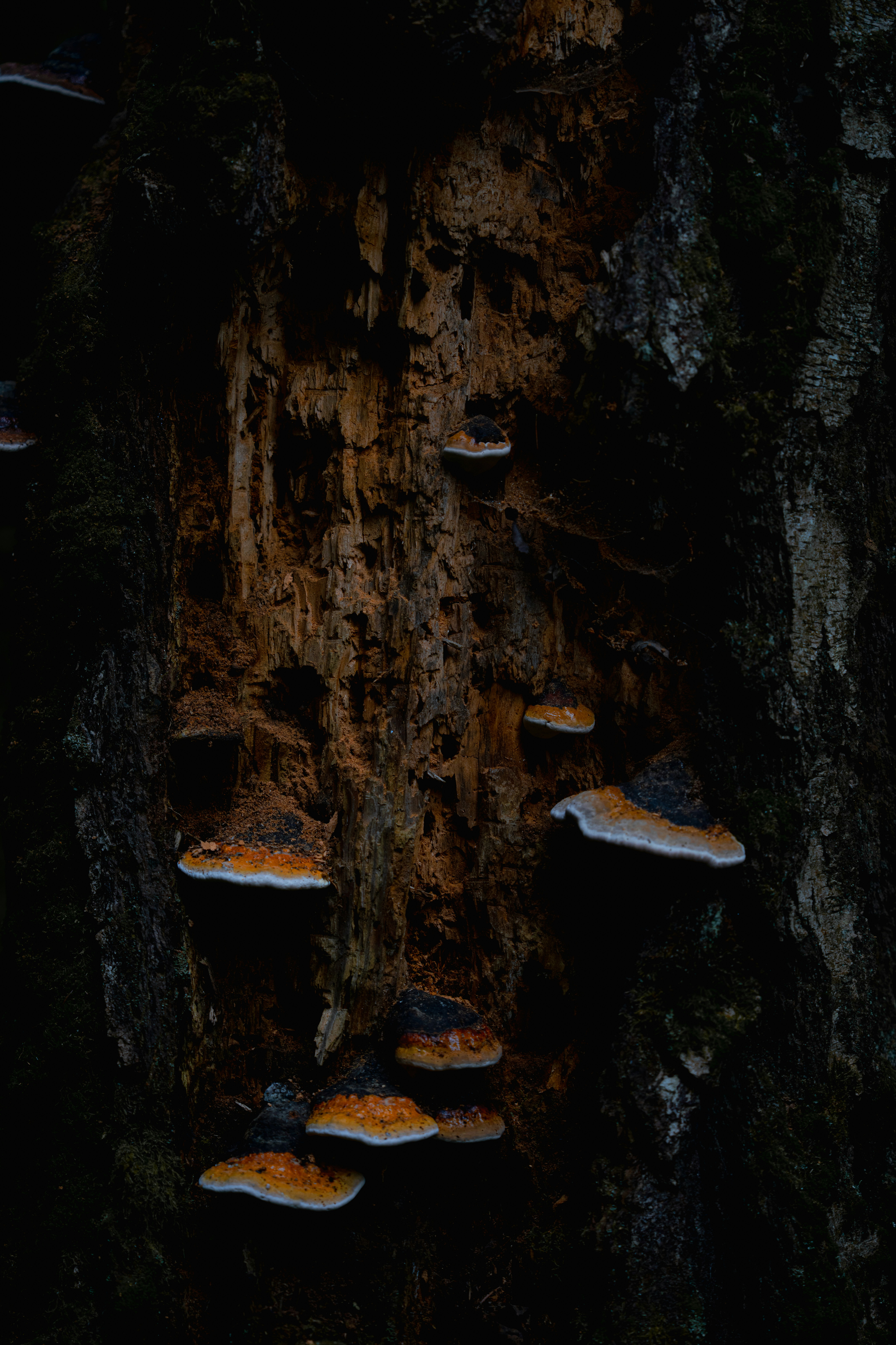 Nature's Textured Canvas: Fungal Artistry on Wood