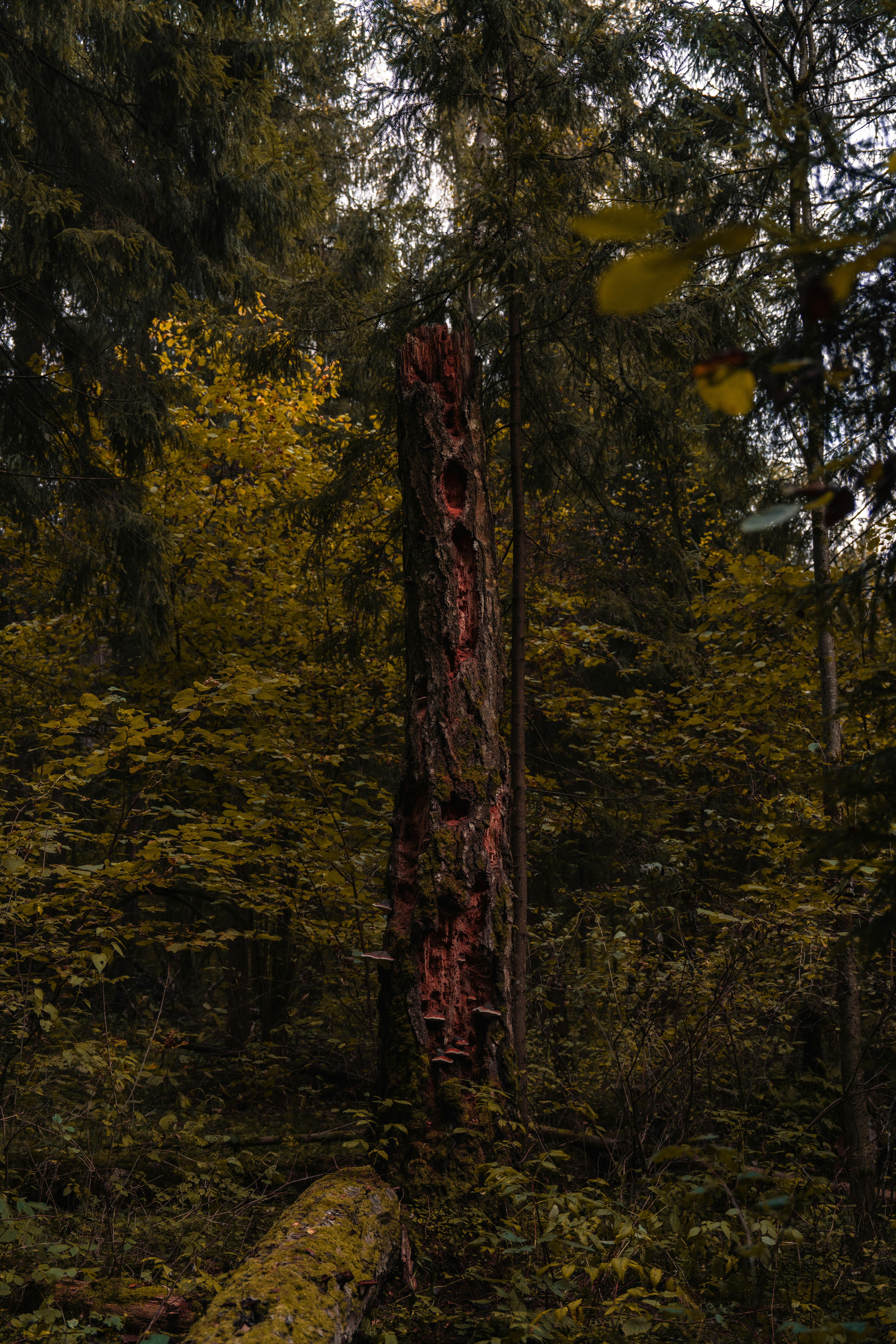 Whispers of Nature: The Sentinel of the Forest