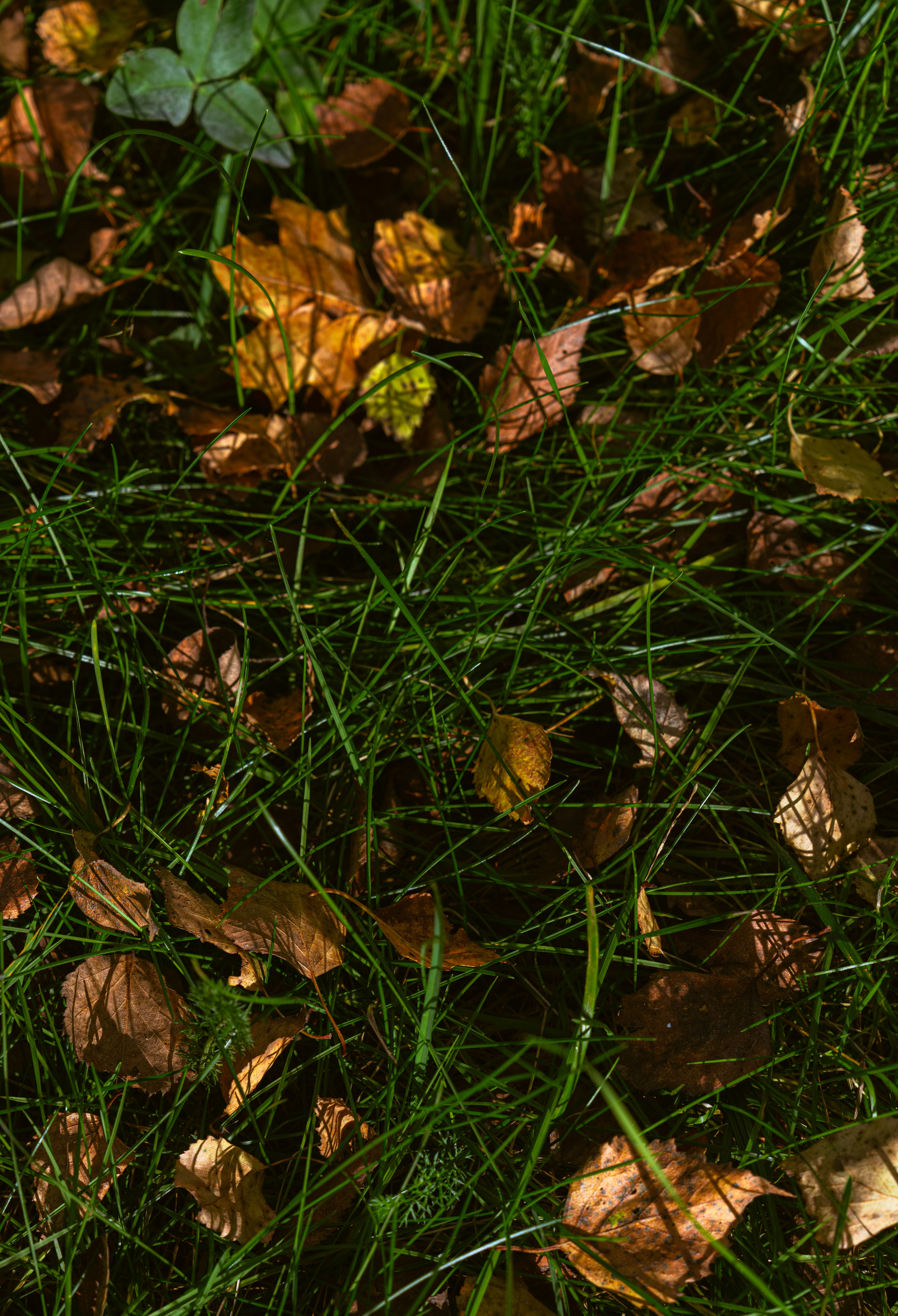 Nature's Tapestry: A Grounded Mosaic