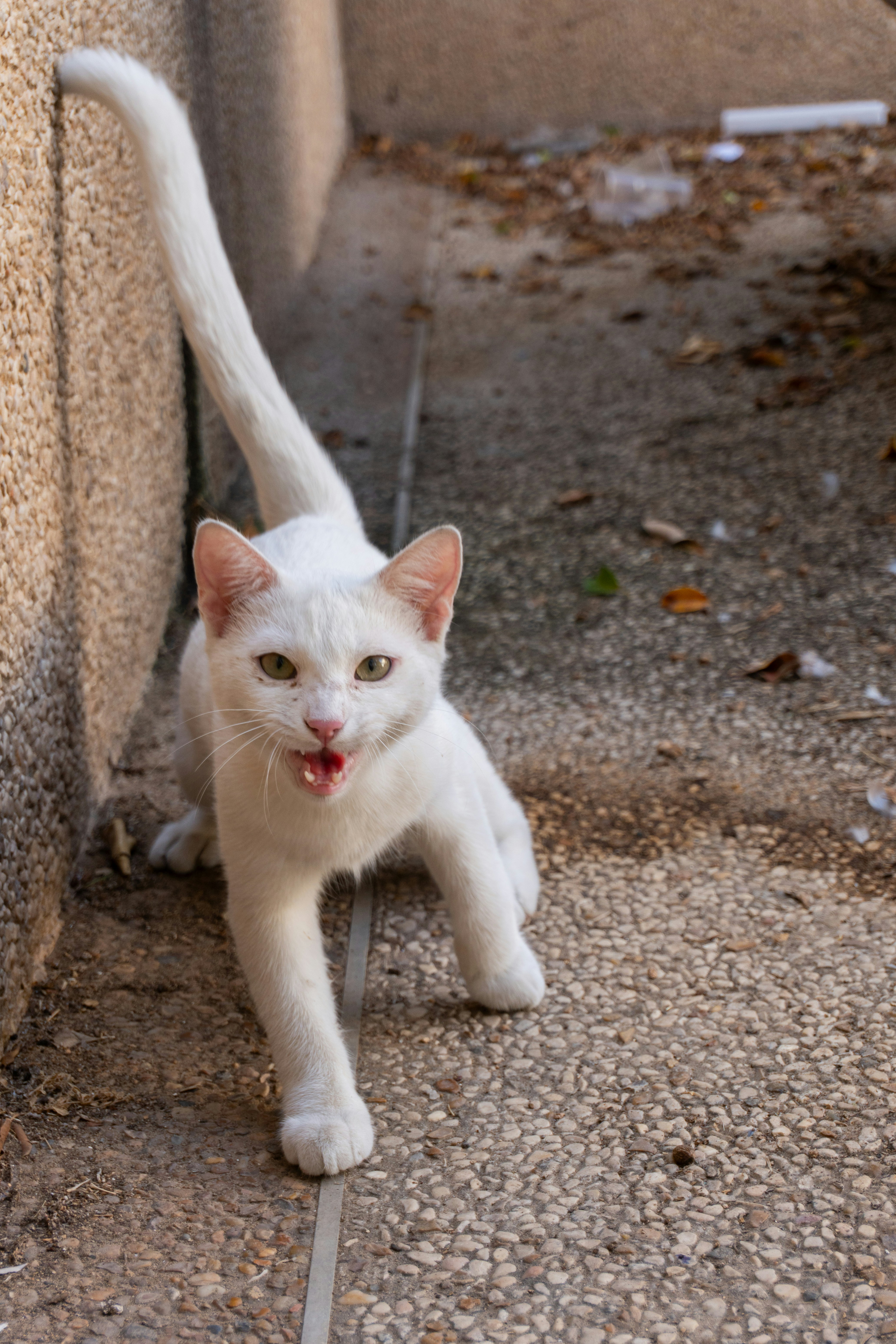 Whiskers in Motion: A Feline Encounter