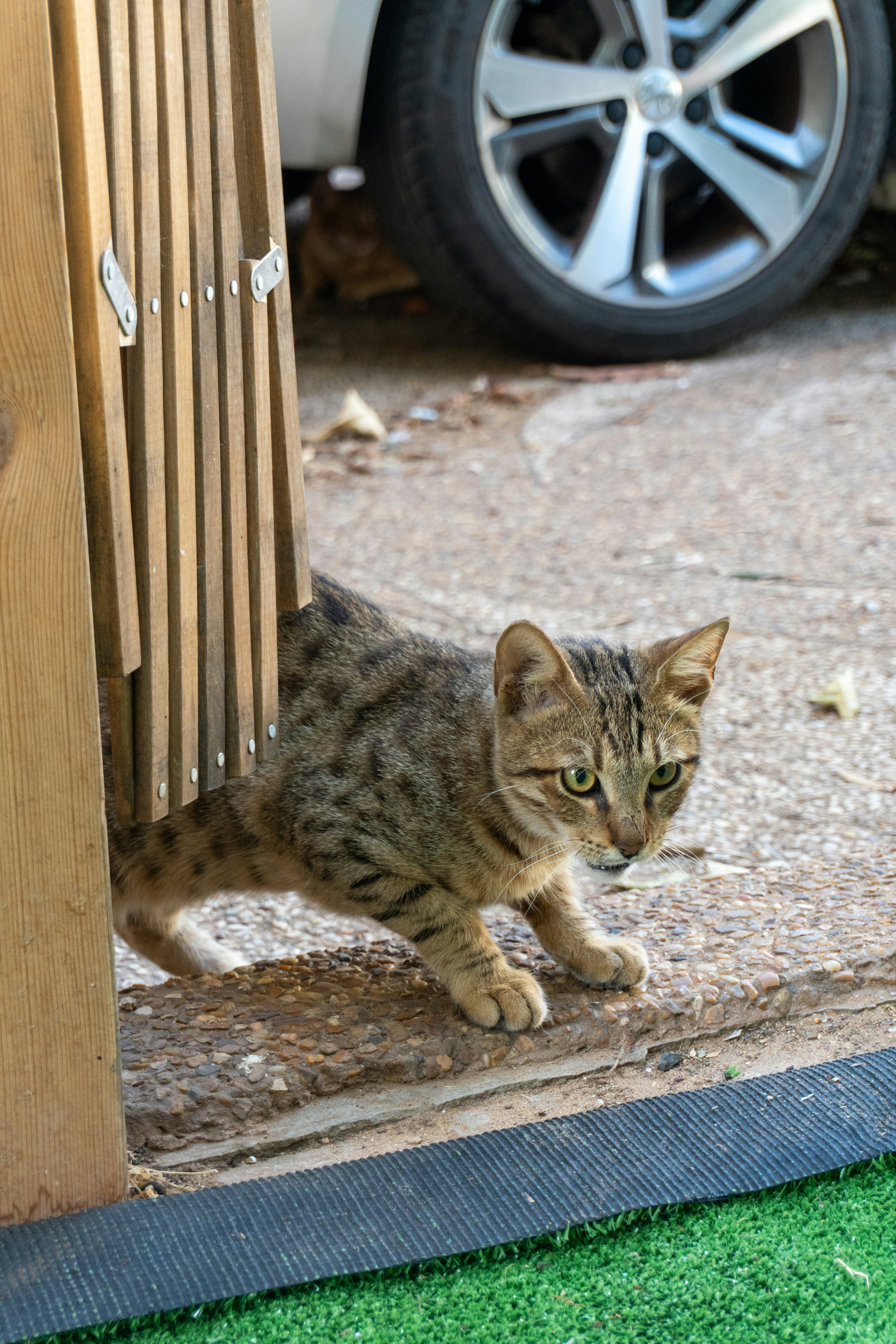 Curious Tabby Emerges from a Wooden Gate with a Parked Car as Backdrop