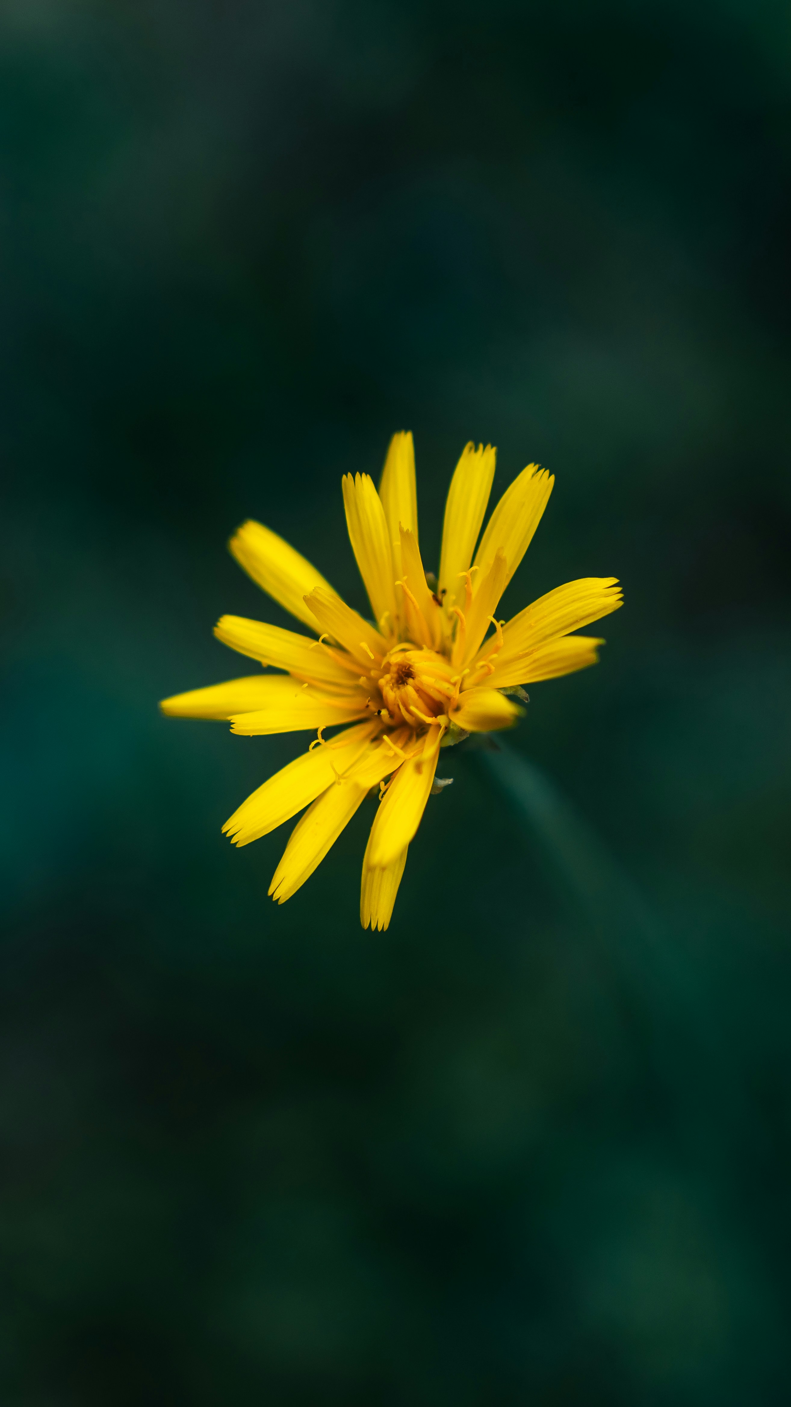 A single yellow flower against a dark background.