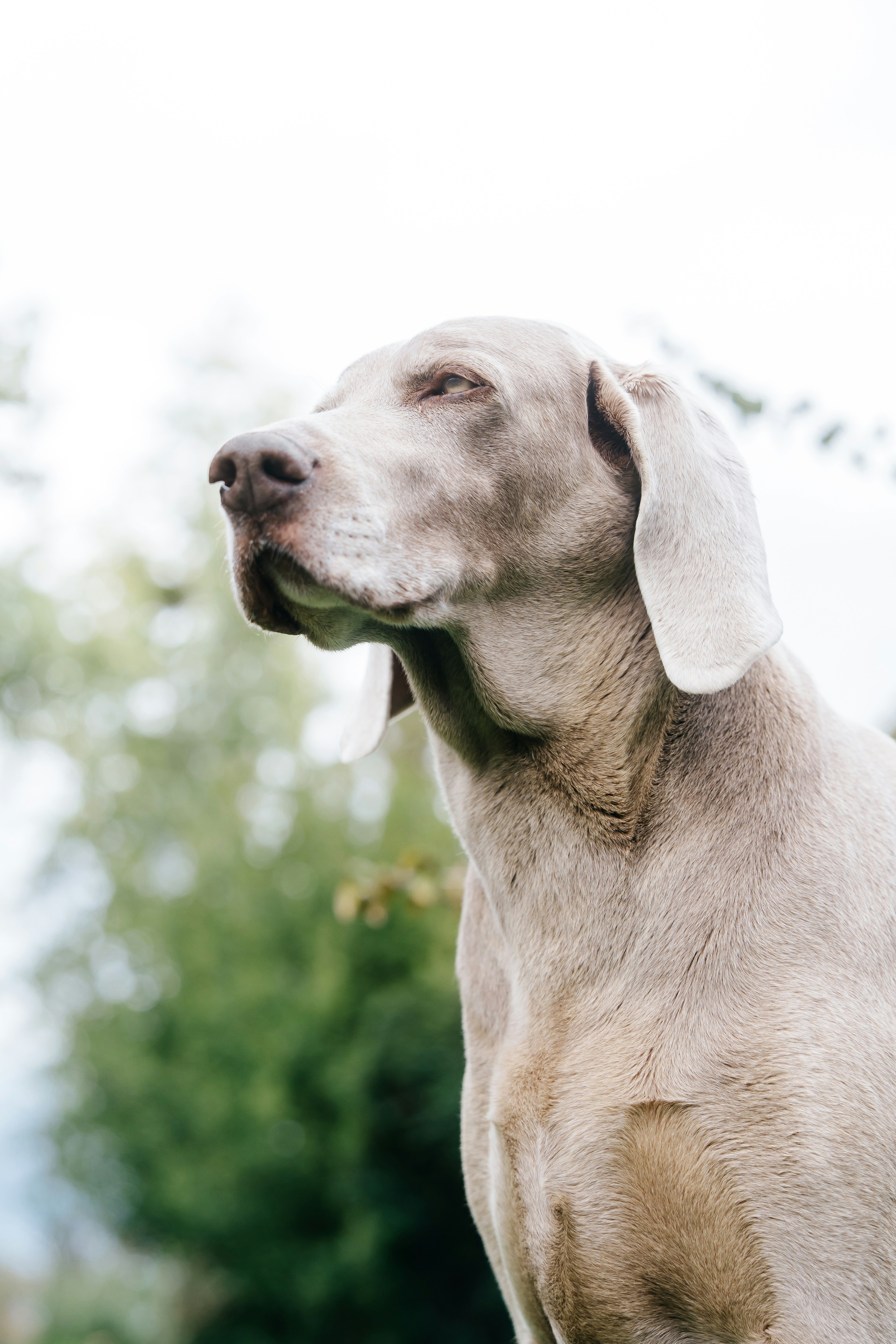 A Weimaraner gazes thoughtfully into the distance, surrounded by a lush green backdrop. The serene expression captures a moment of quiet reflection.