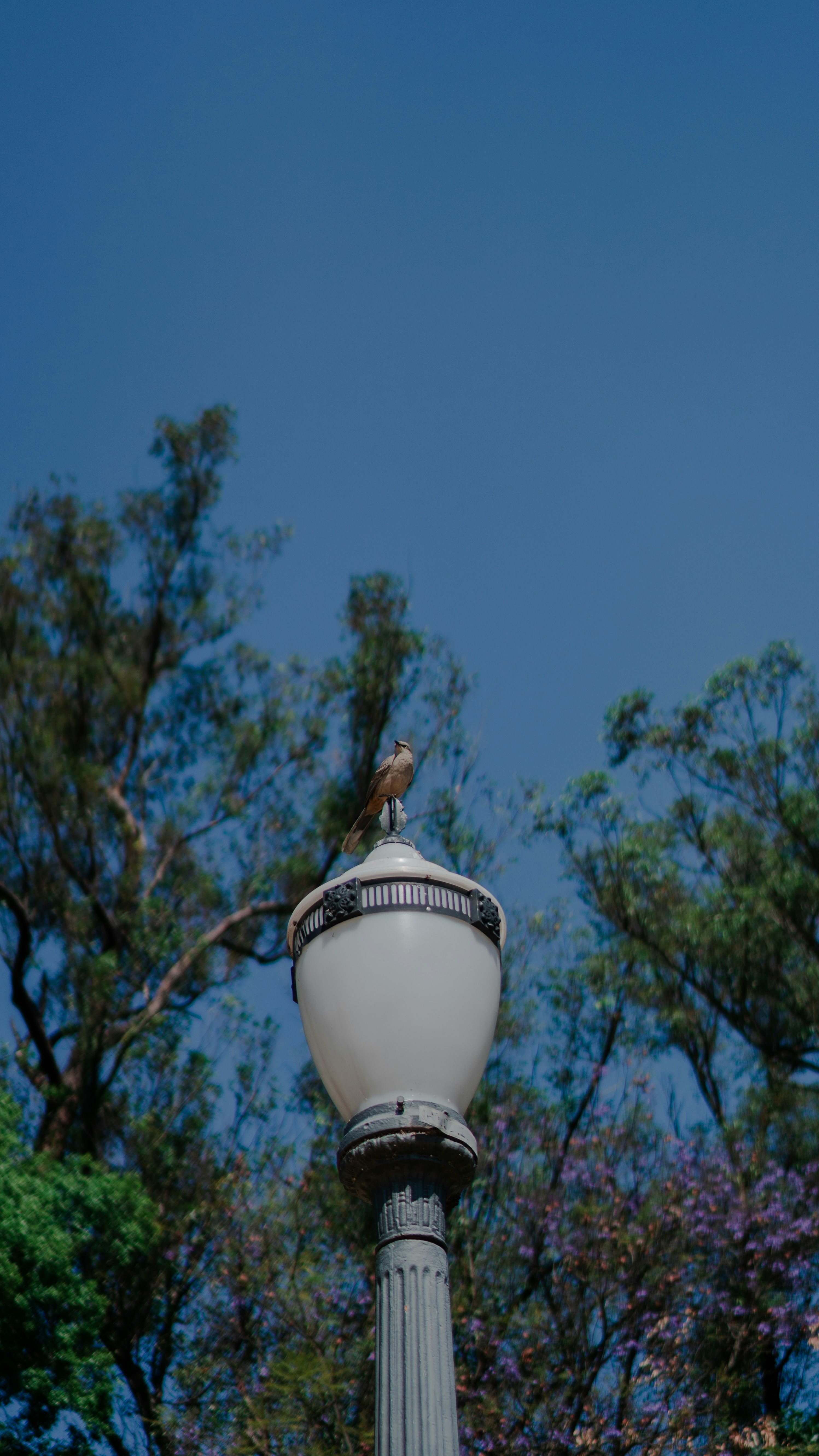 Urban Perch: A Bird's View from the Lamp Post