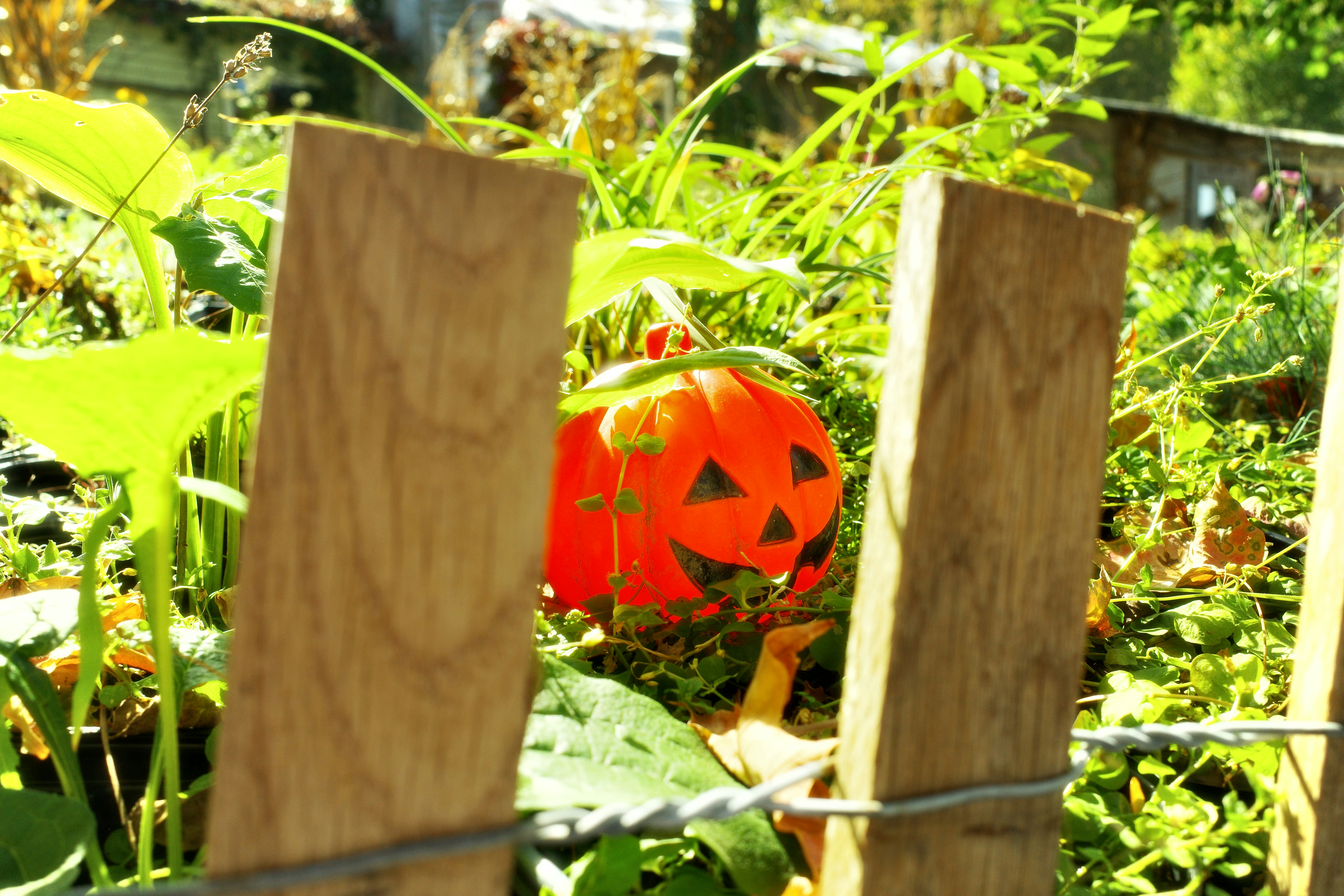 Carved pumpkin with a face in garden foliage
