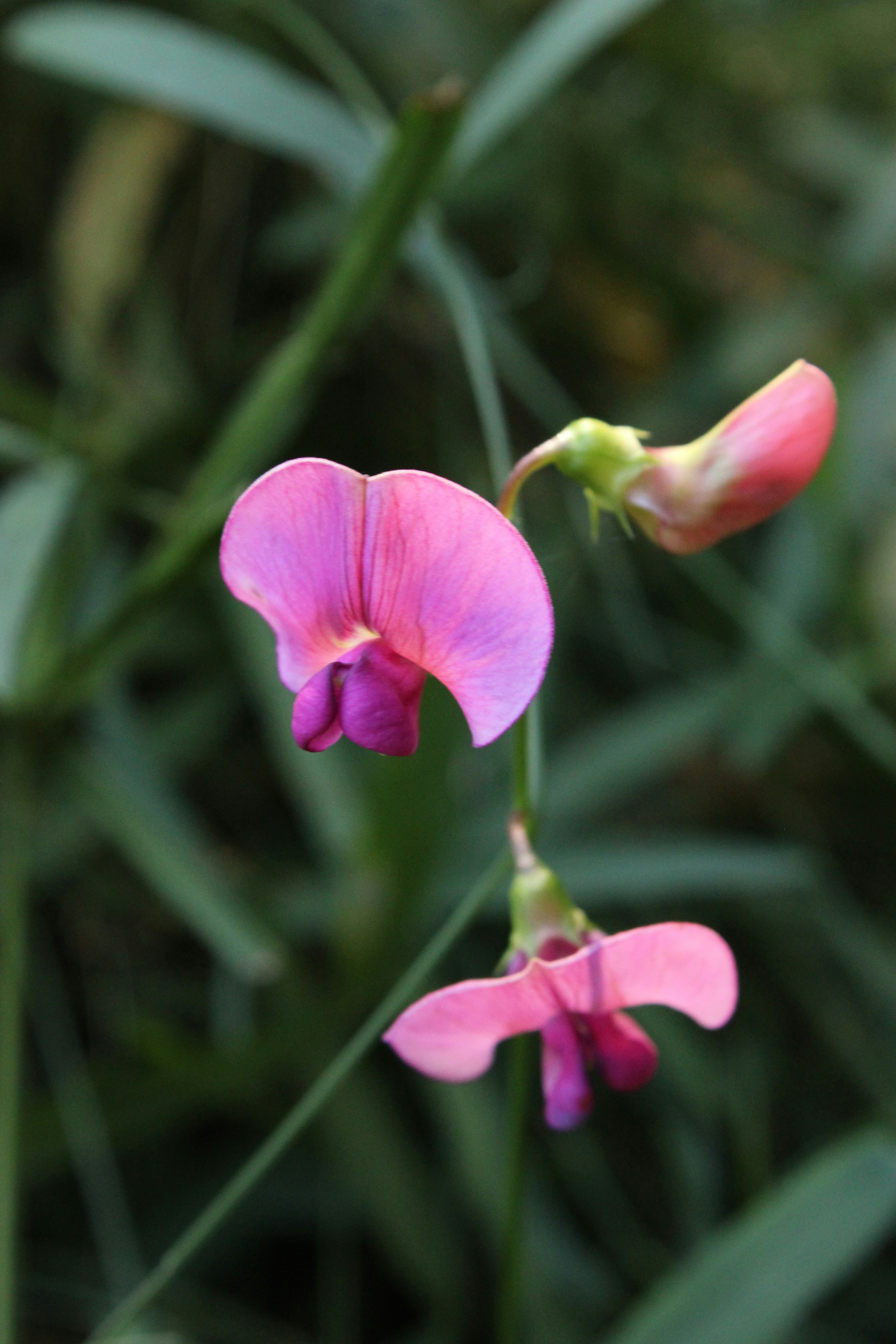 Three vibrant pink flowers gracefully suspended among green foliage, showcasing their intricate shapes and colors.