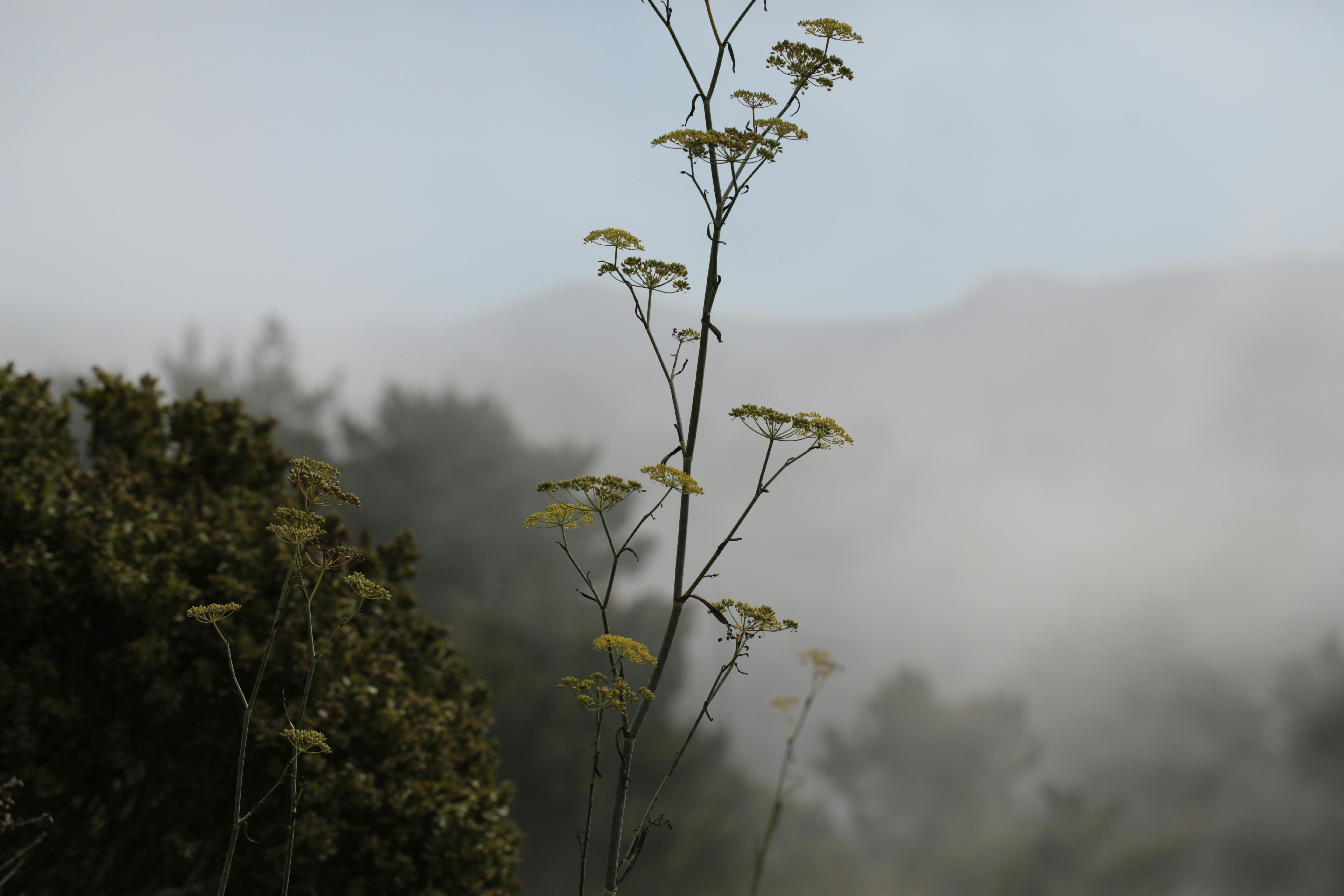 Delicate wildflower stalks rise above a foggy landscape, evoking a sense of tranquility and mystery.