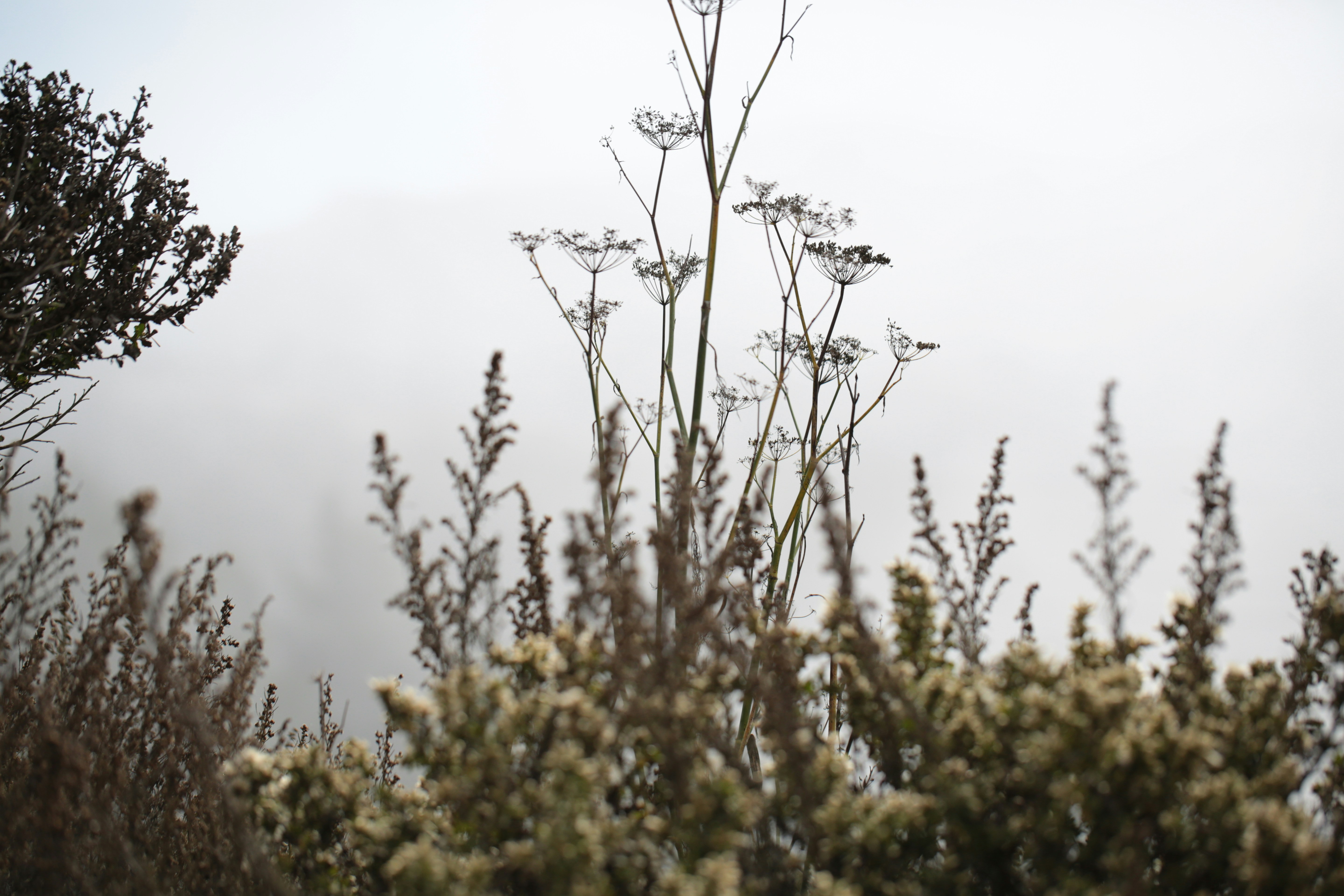 Dry plants and mist in a natural landscape.
