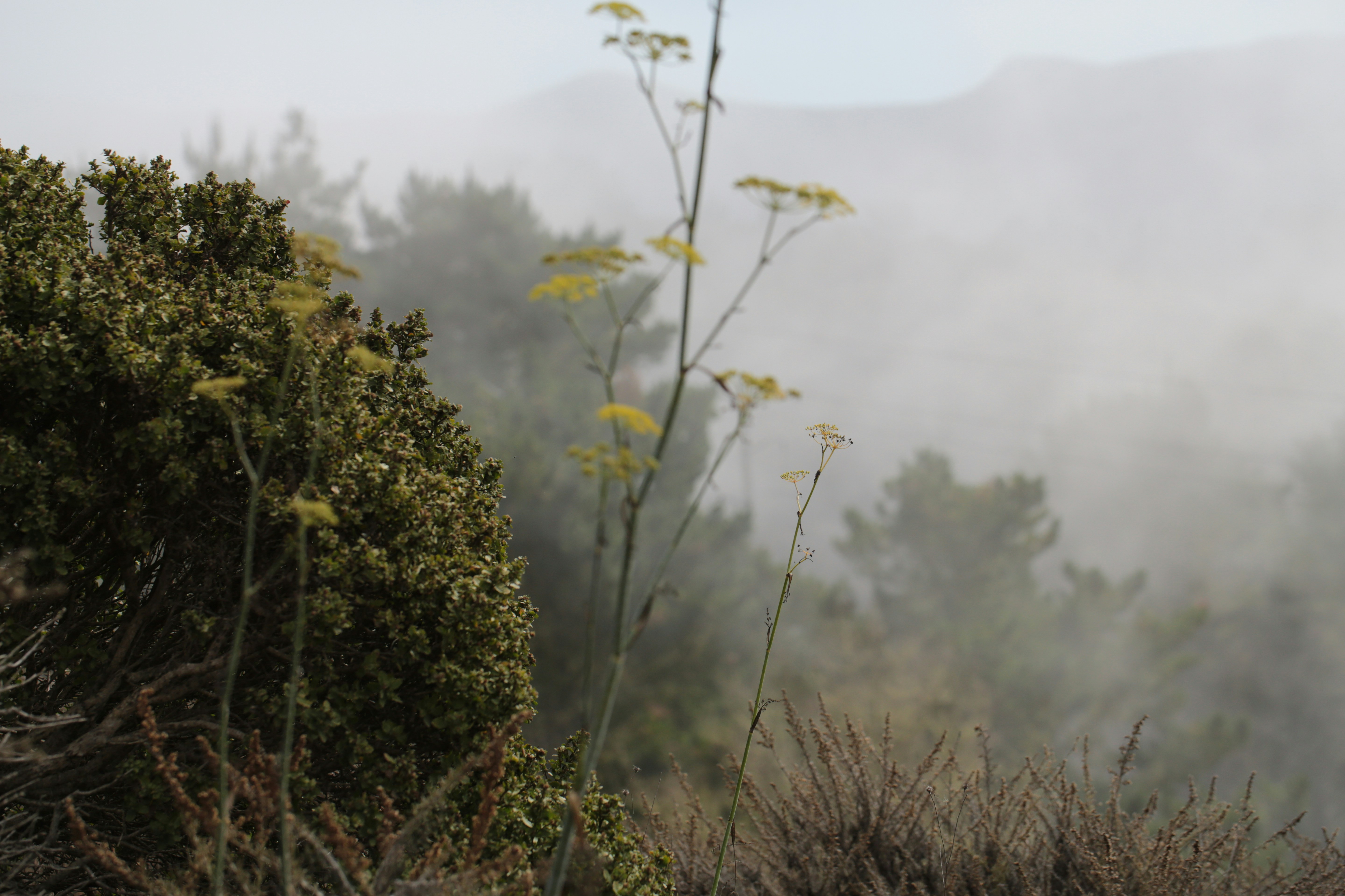 Whispers of the Misty Wilderness