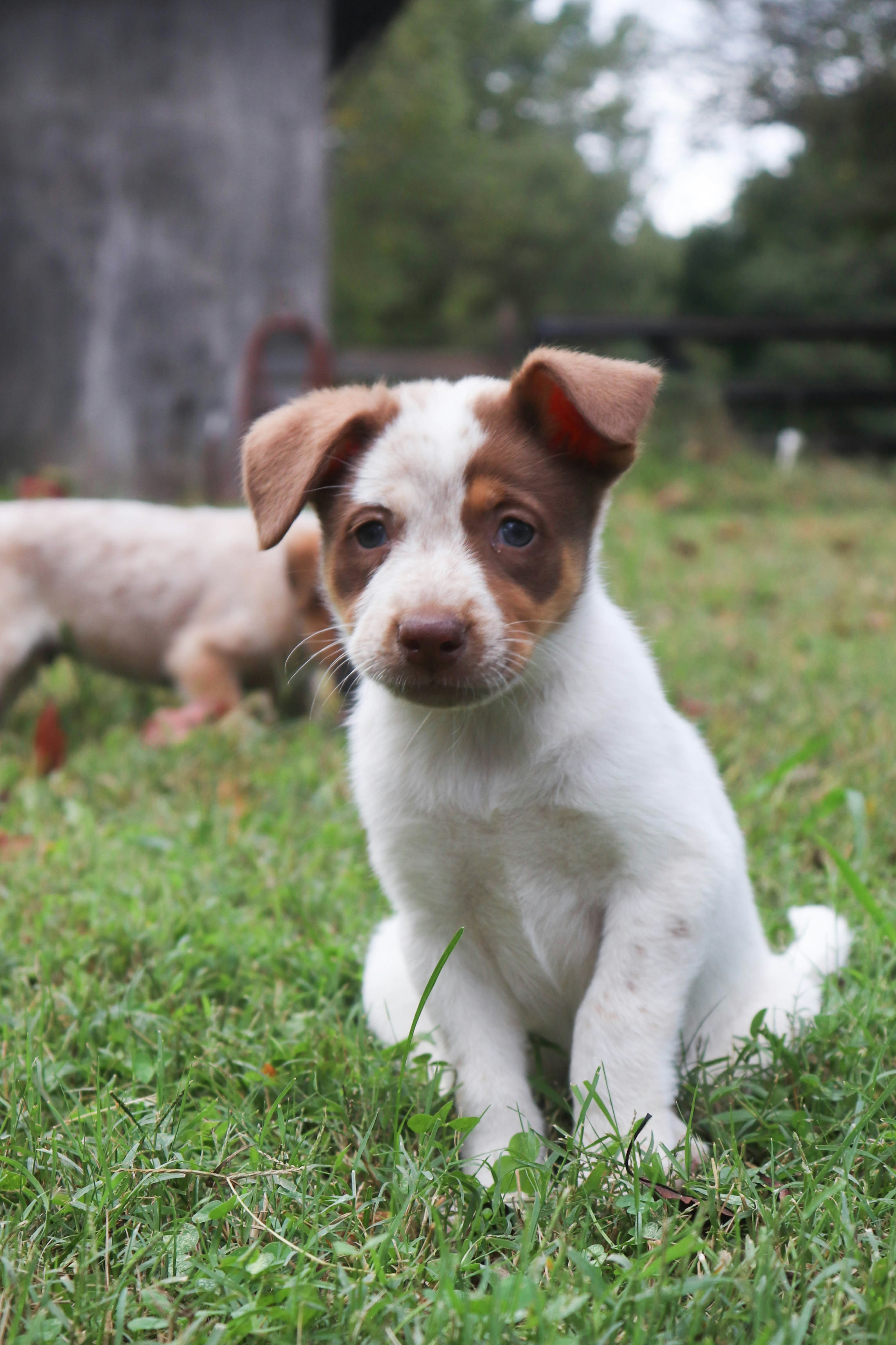 A playful puppy with brown and white fur sits on lush green grass, gazing inquisitively at the viewer. Soft background elements enhance the sense of tranquility.