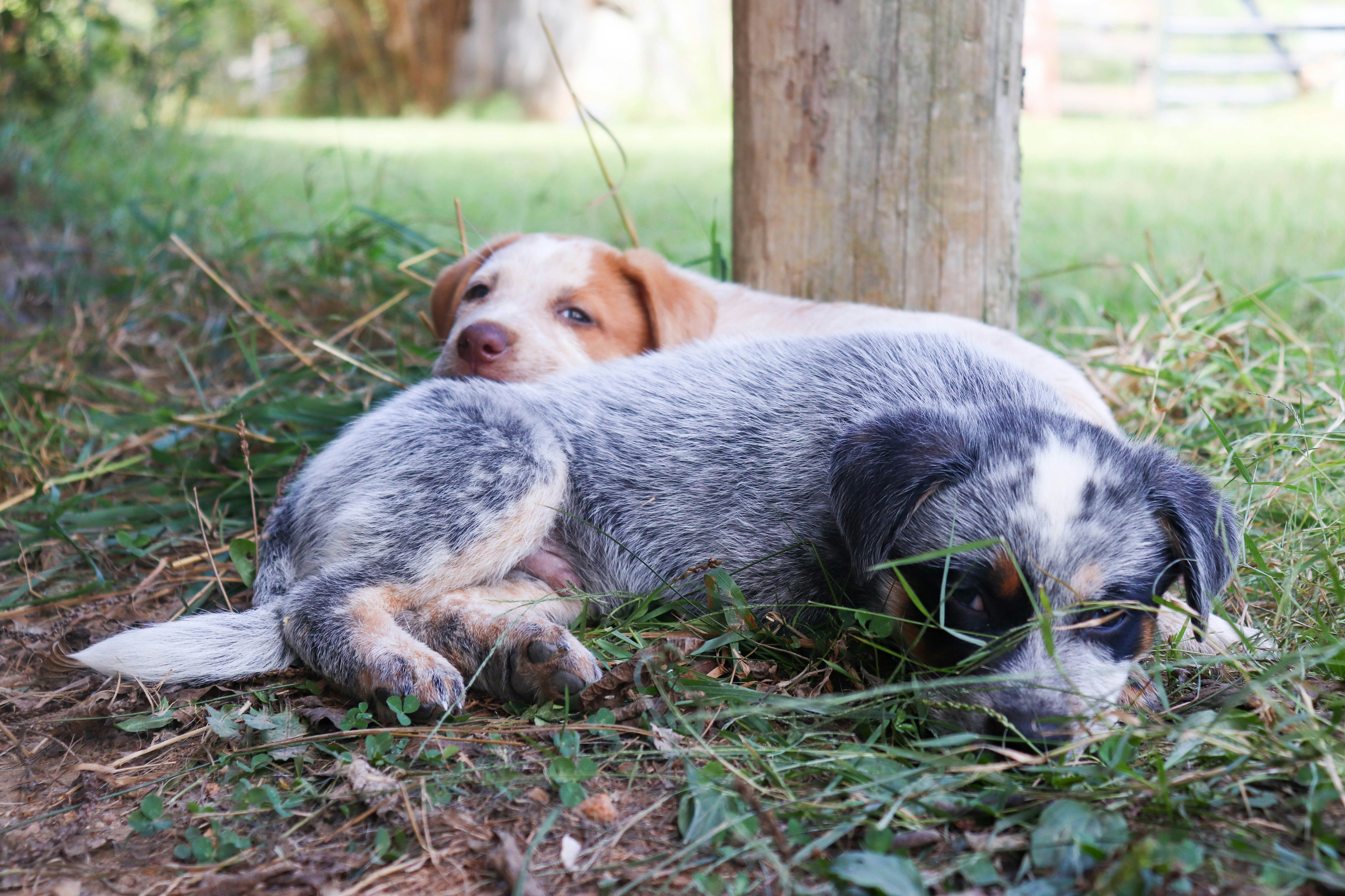 Two playful puppies nestled together on a grassy patch, enjoying a peaceful moment in the shade.