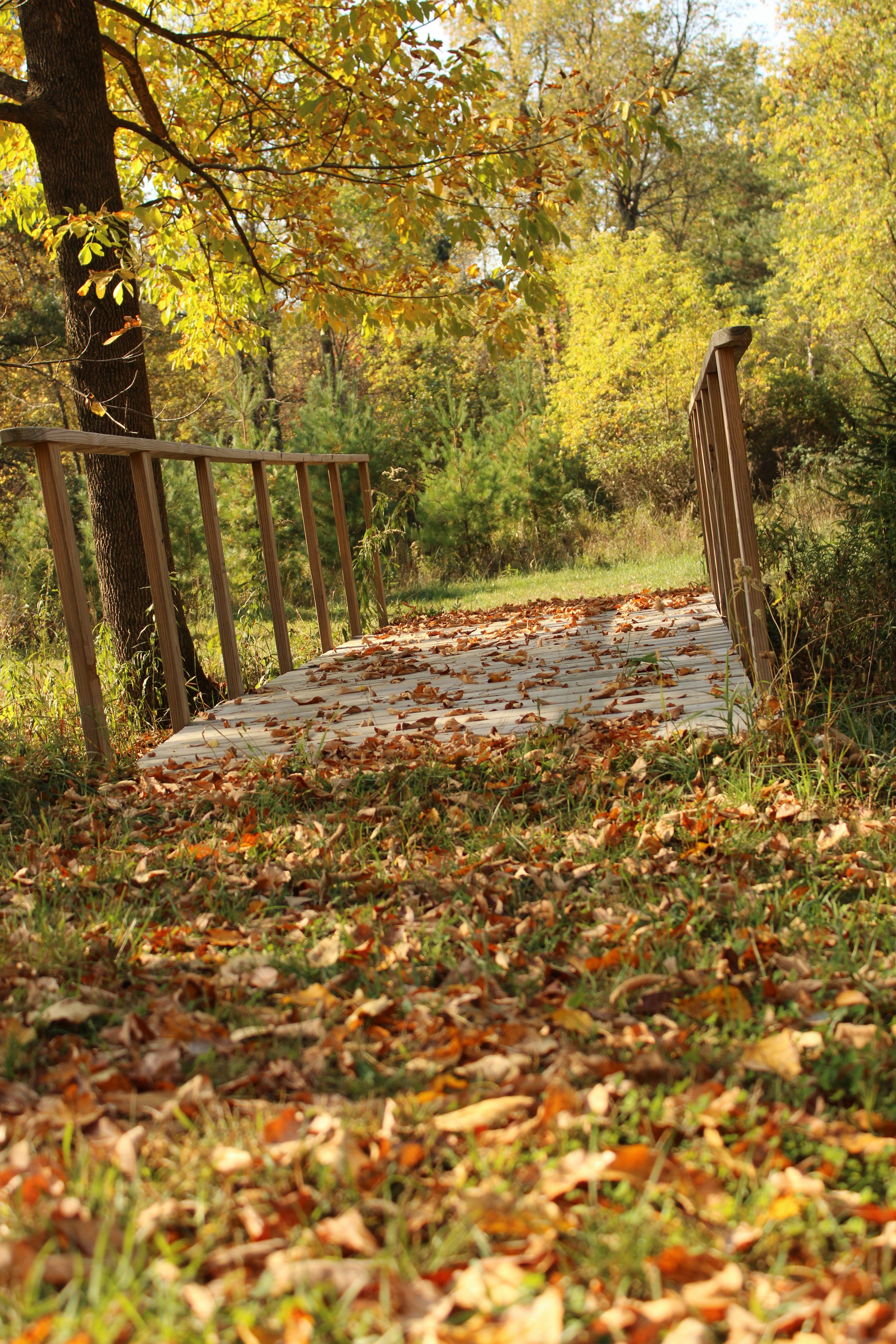 Whispers of Autumn on a Forgotten Path