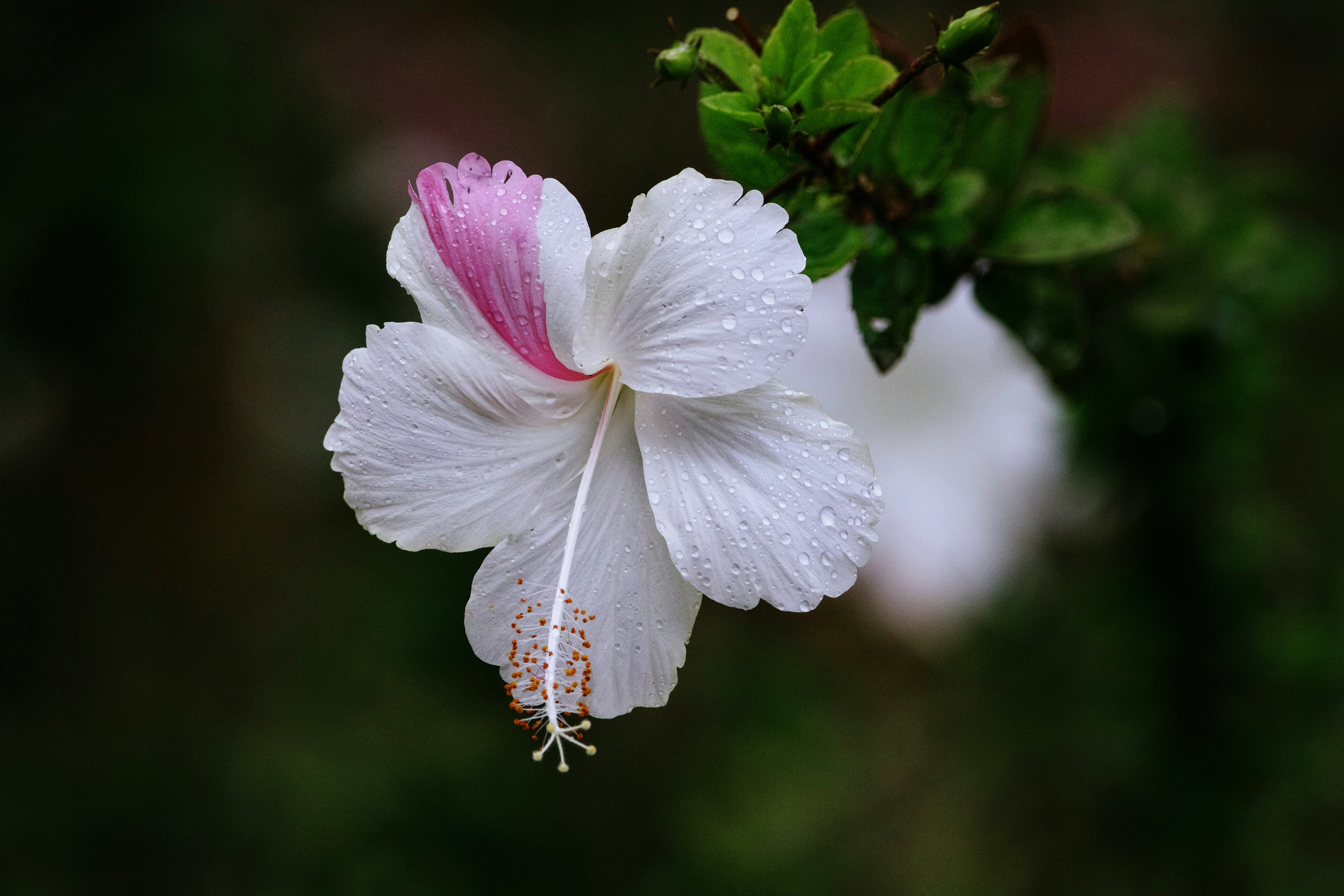 A white hibiscus flower with pink stripe.