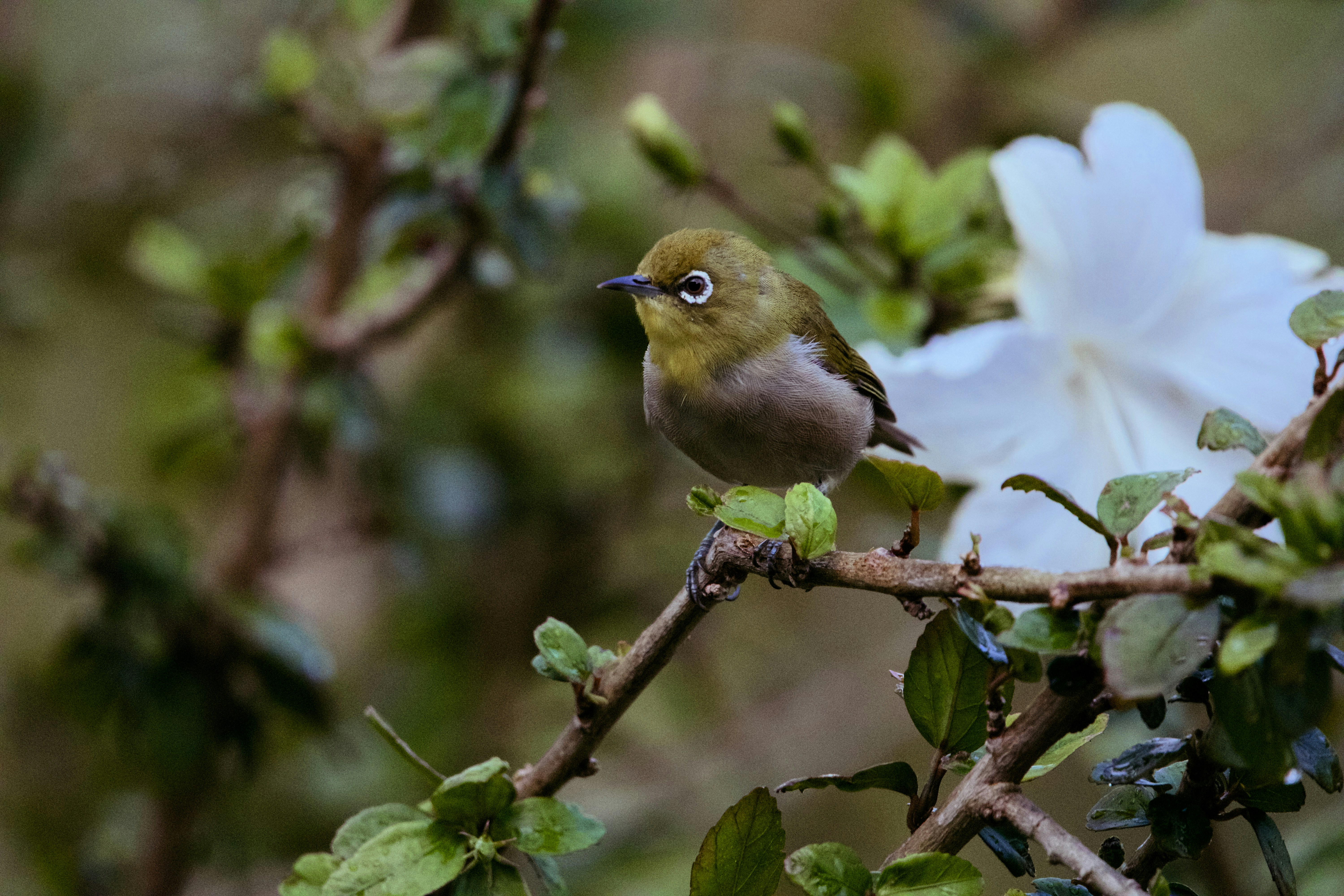 Spring White-eye Perches on a Blossom-Laced Branch